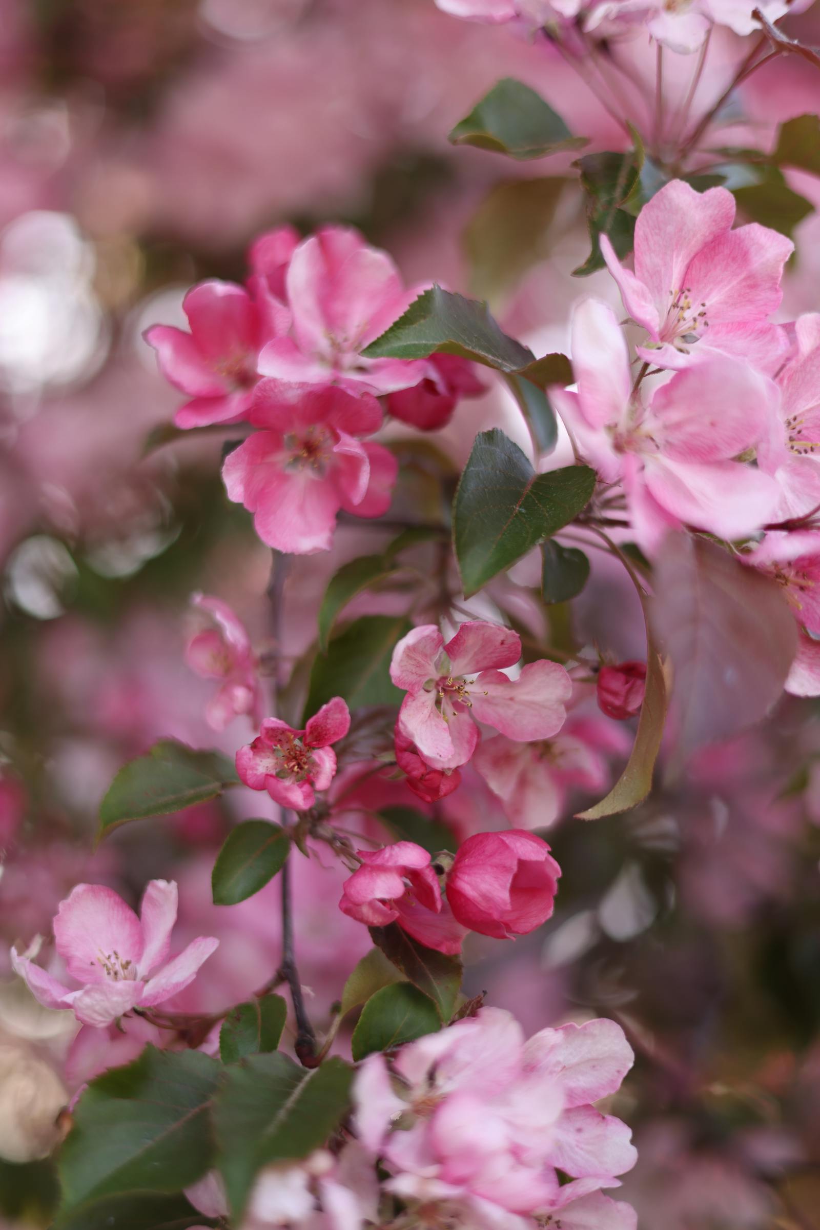 Apple Tre Photos, Download The BEST Free Apple Tre Stock Photos & HD Images