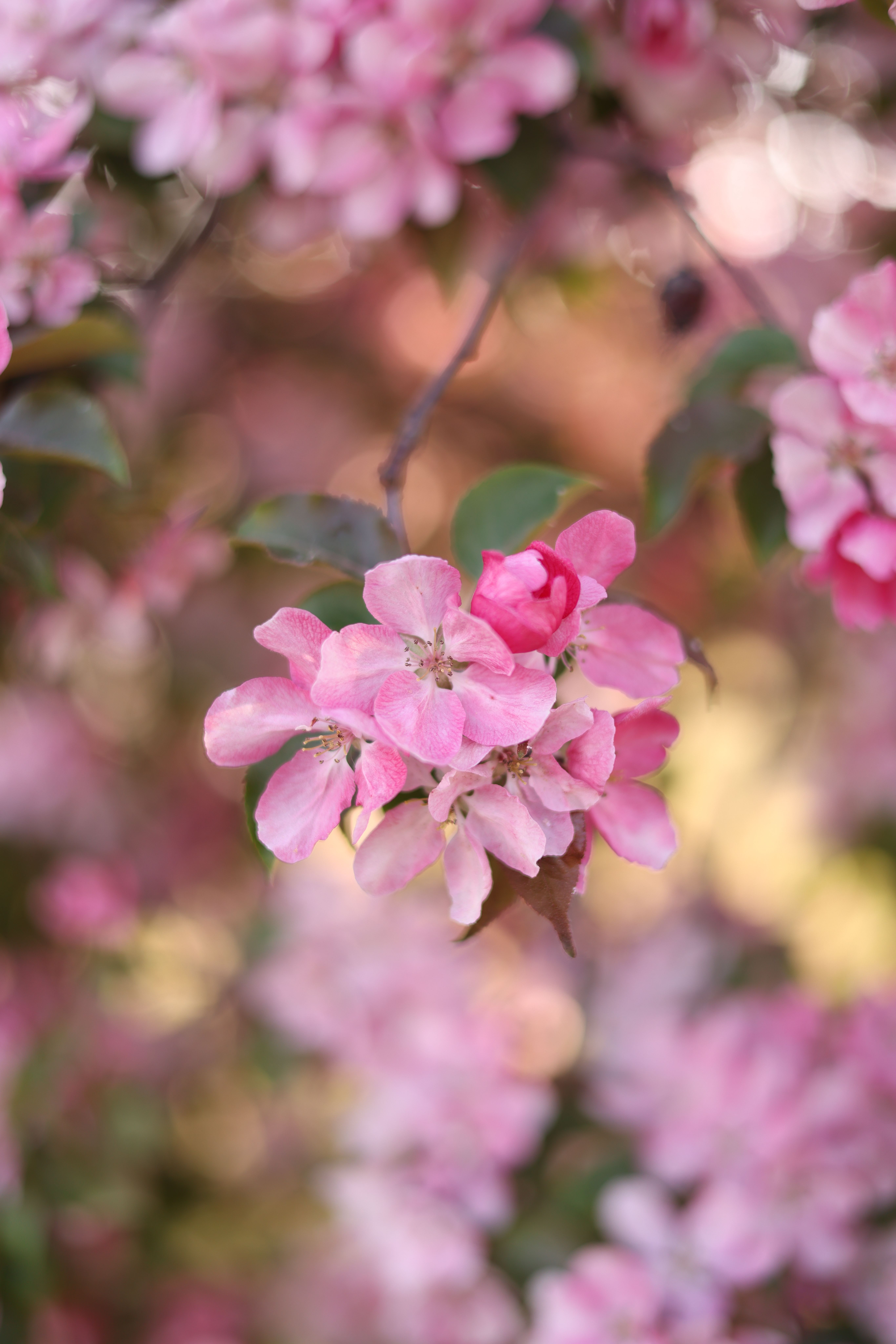 Apple Tree Blossoming in Summer · Free Stock Photo