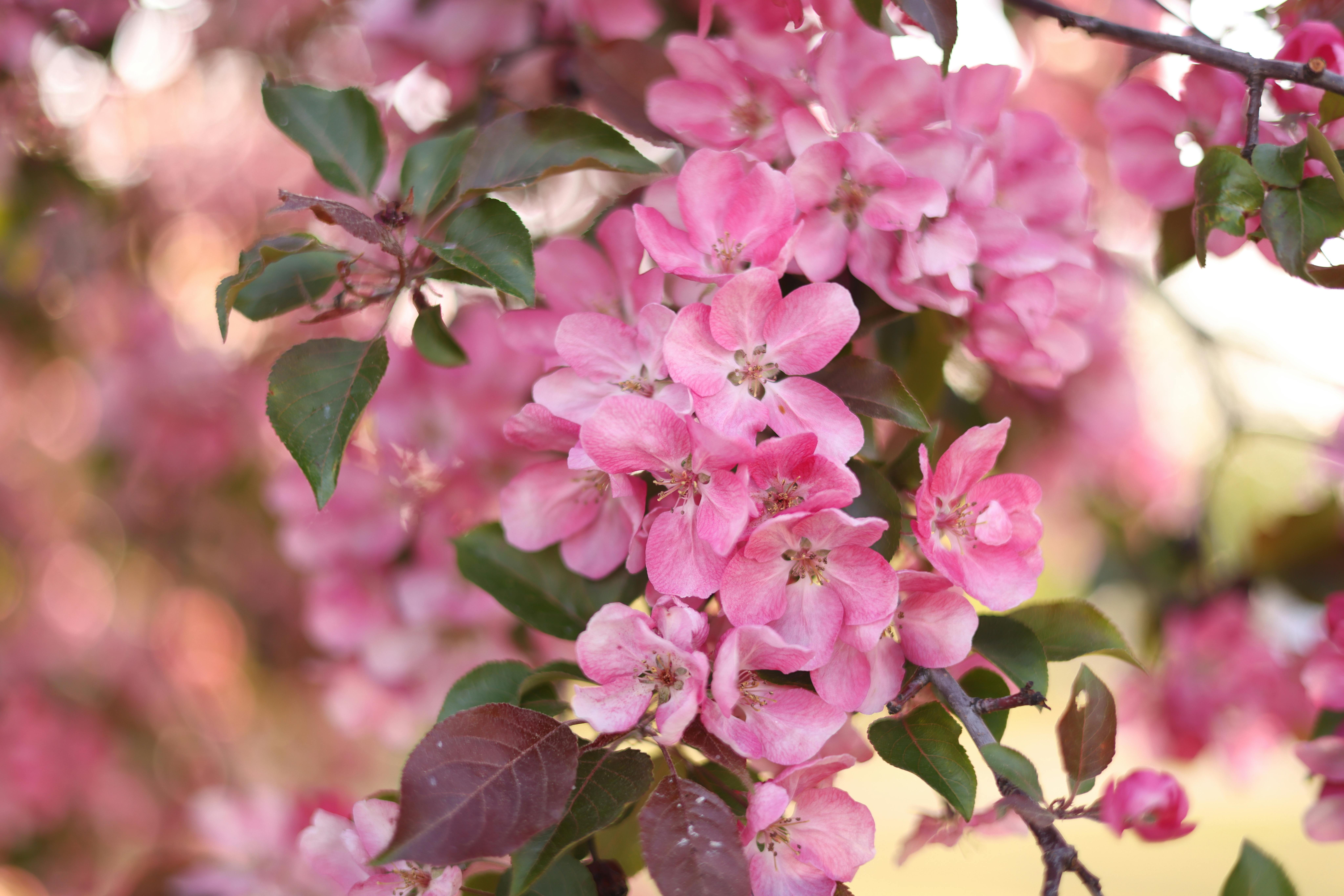 Azaelea Tree Photos, Download The BEST Free Azaelea Tree Stock Photos ...