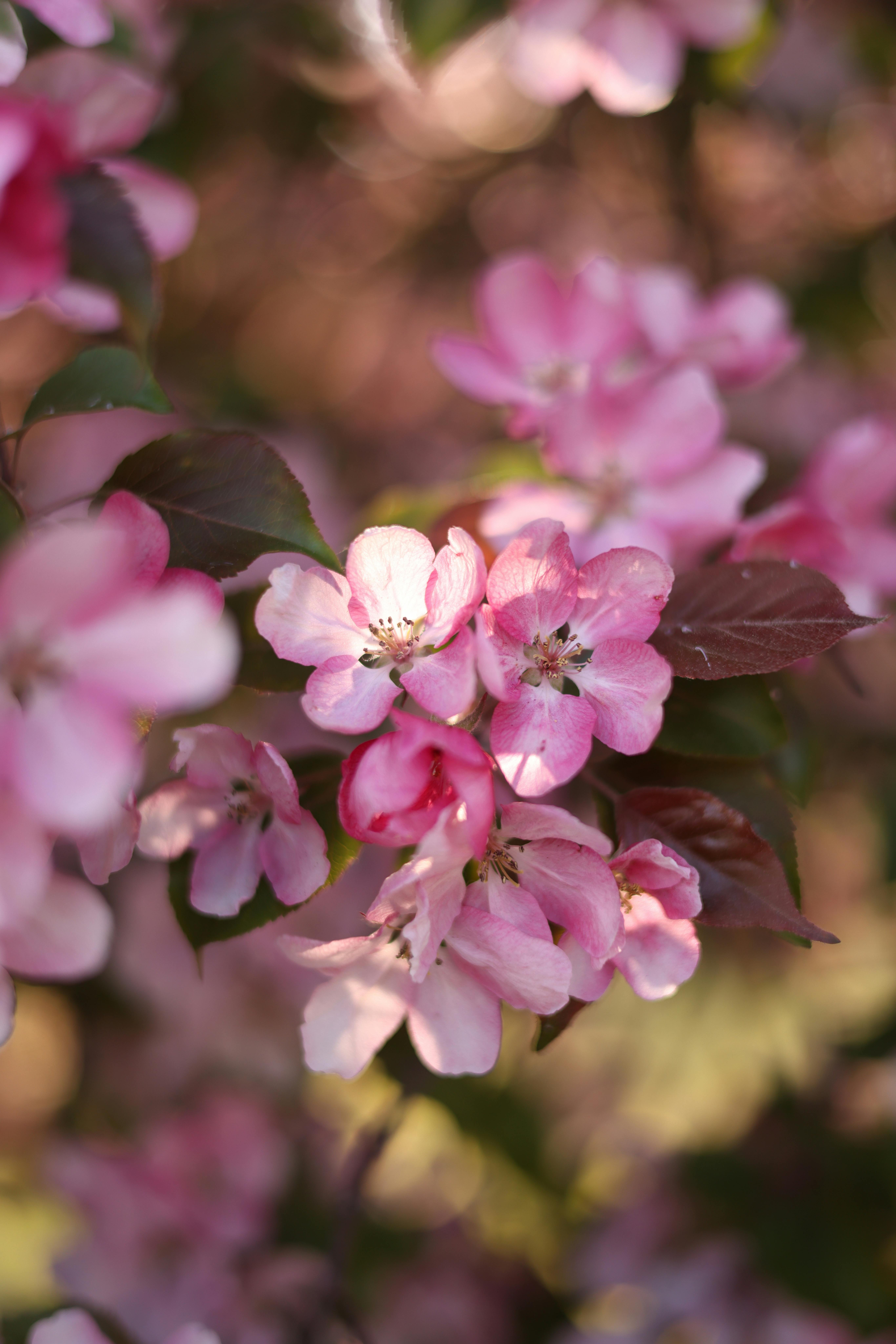 Summer Blooms of Apple Tree · Free Stock Photo