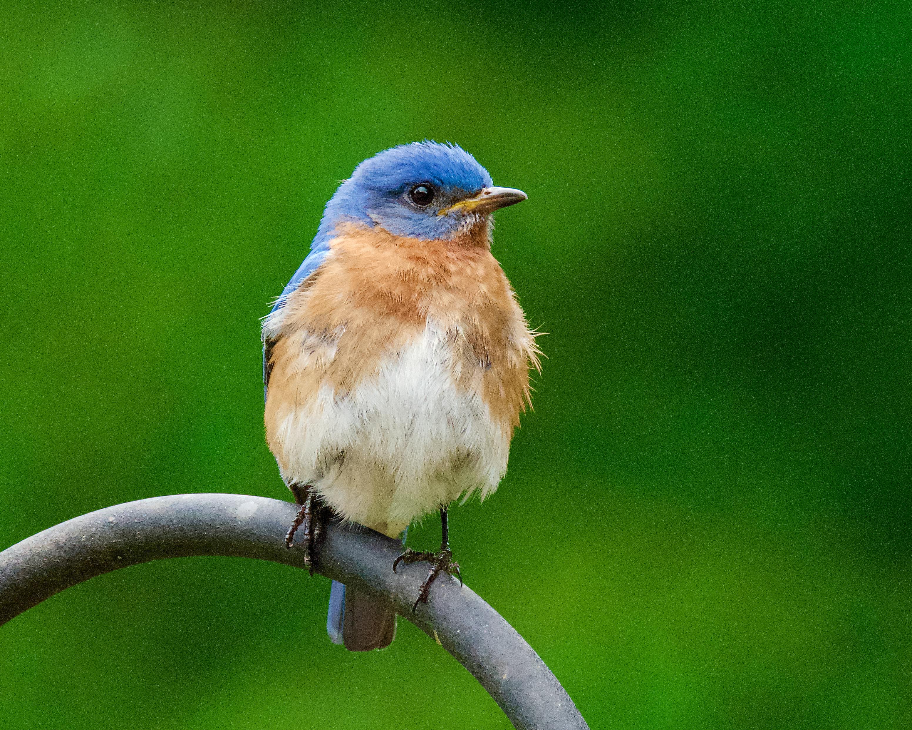 Eastern Bluebird on Branch · Free Stock Photo