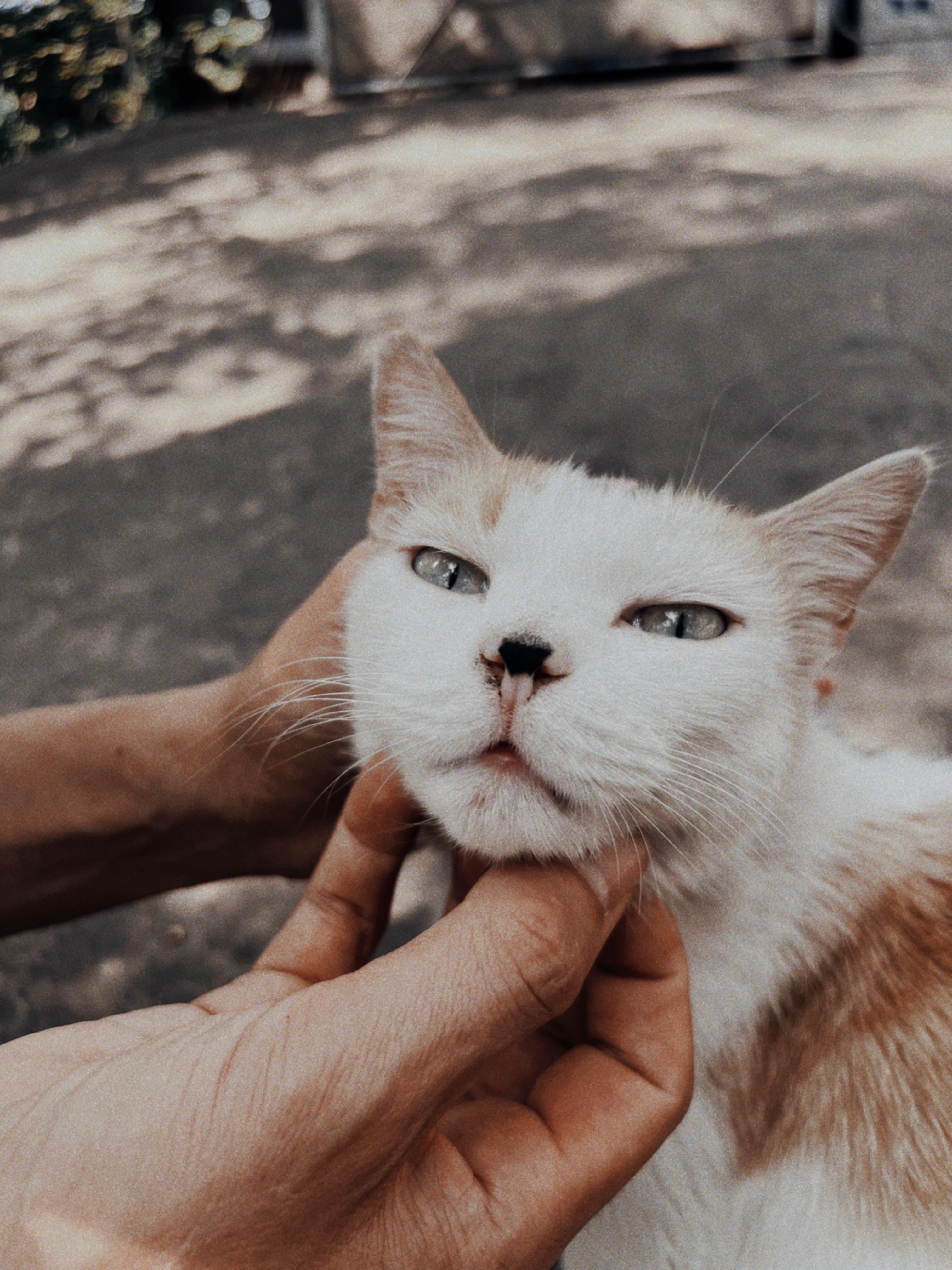 Hands Patting Cat · Free Stock Photo
