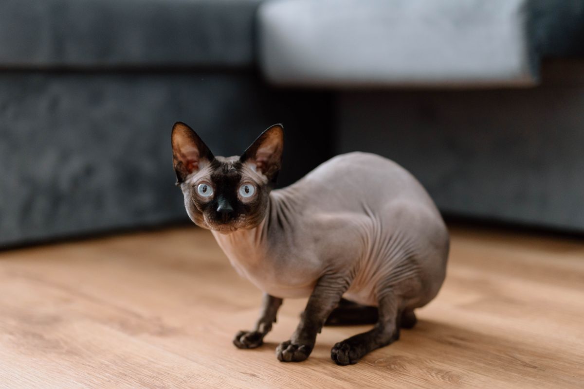 Sphynx Cat Photos, Download The BEST Free Sphynx Cat Stock Photos & HD ...