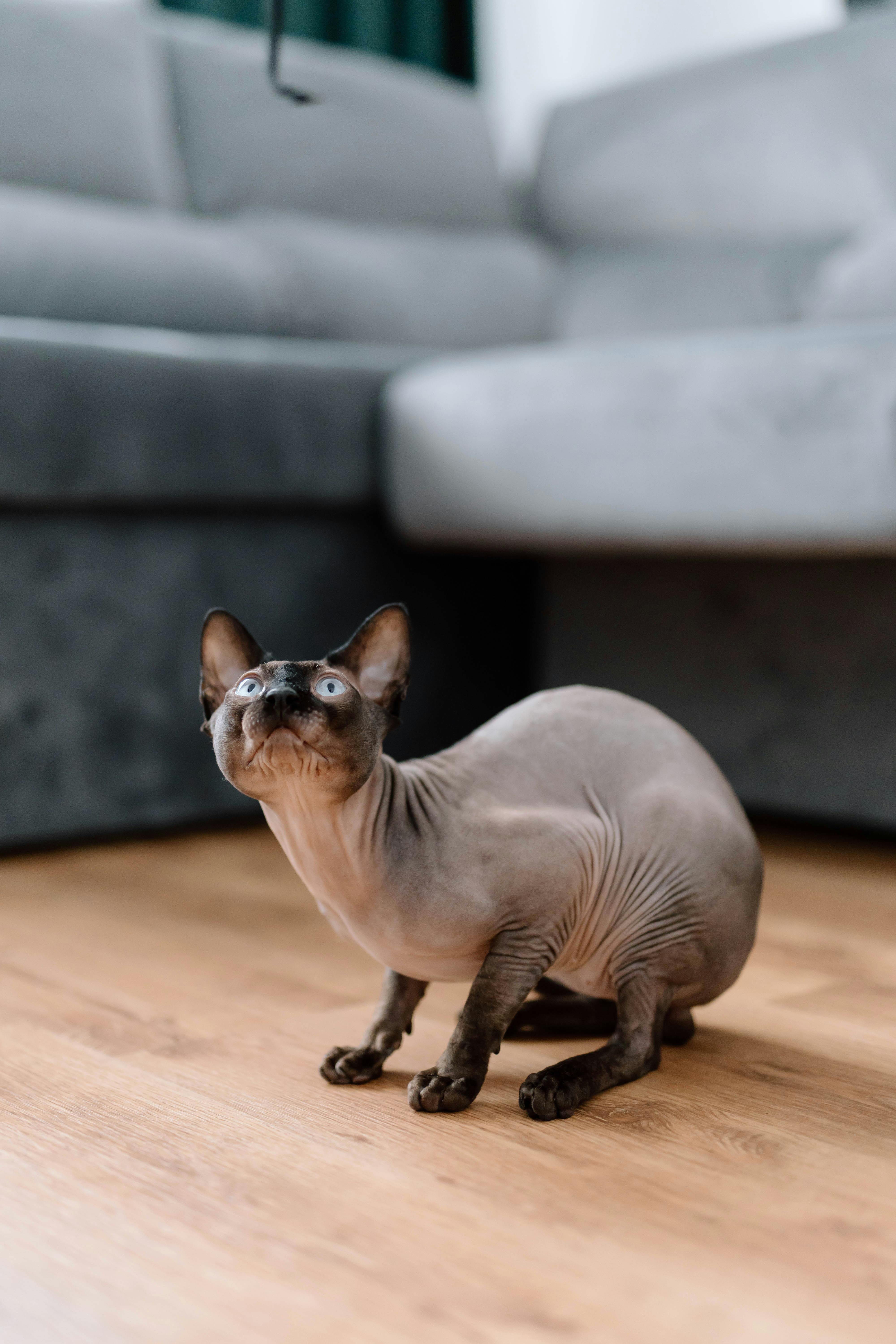 Foto stok gratis tentang bidikan horizontal, binatang peliharaan ...