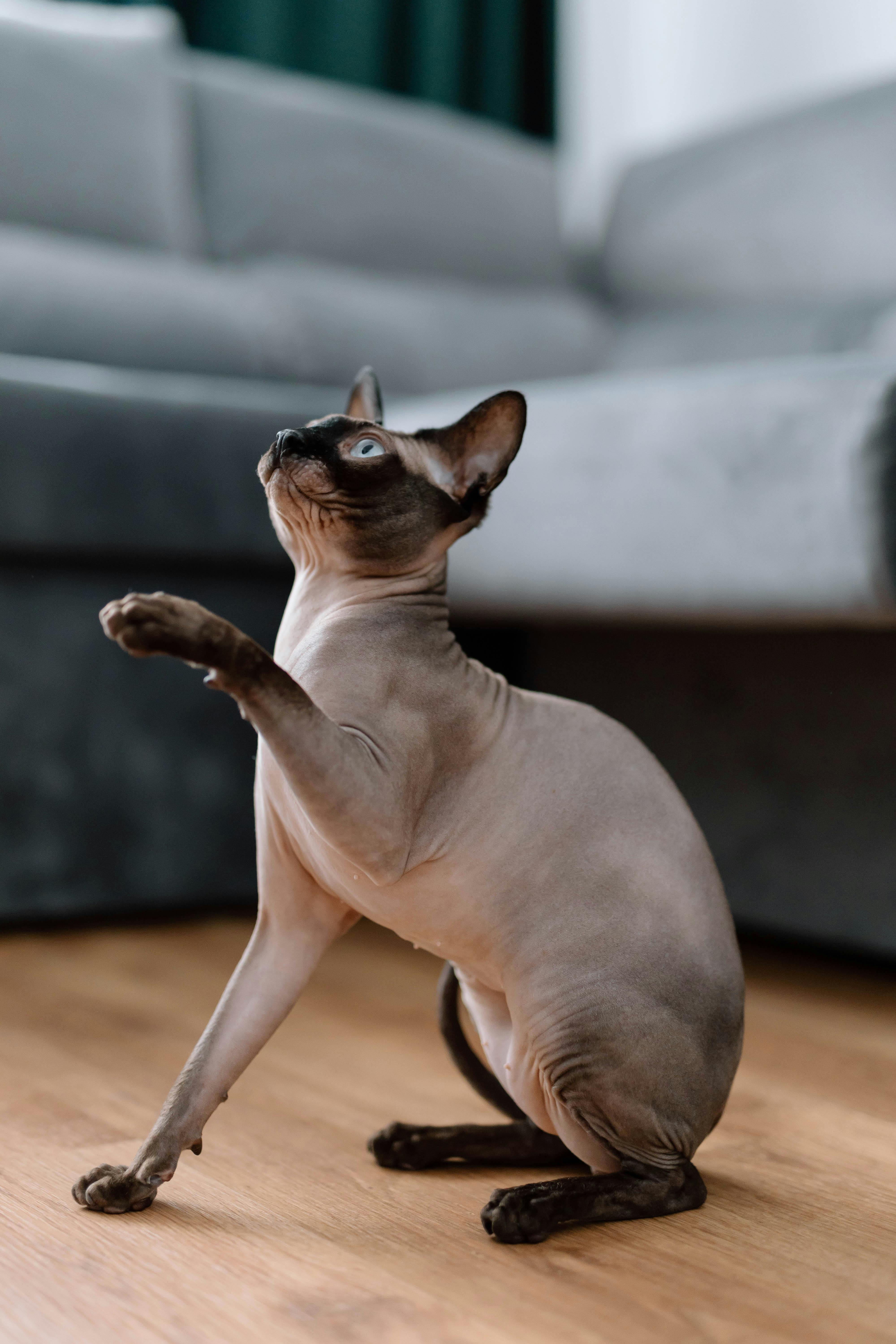 Cat Playing Outside Photos, Download The BEST Free Cat Playing Outside ...