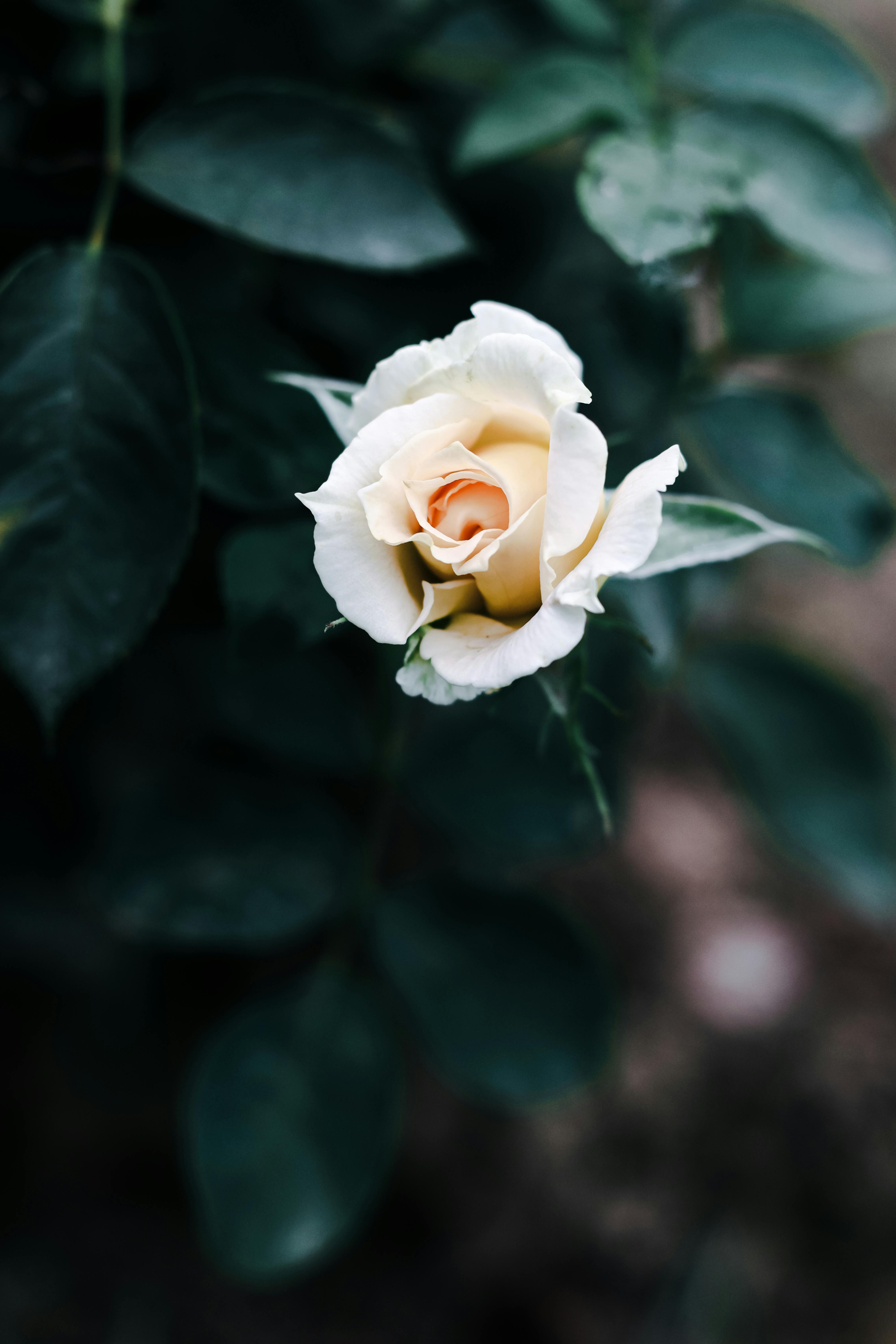 4k Rose Wallpaper Photos, Download The BEST Free 4k Rose Wallpaper ...