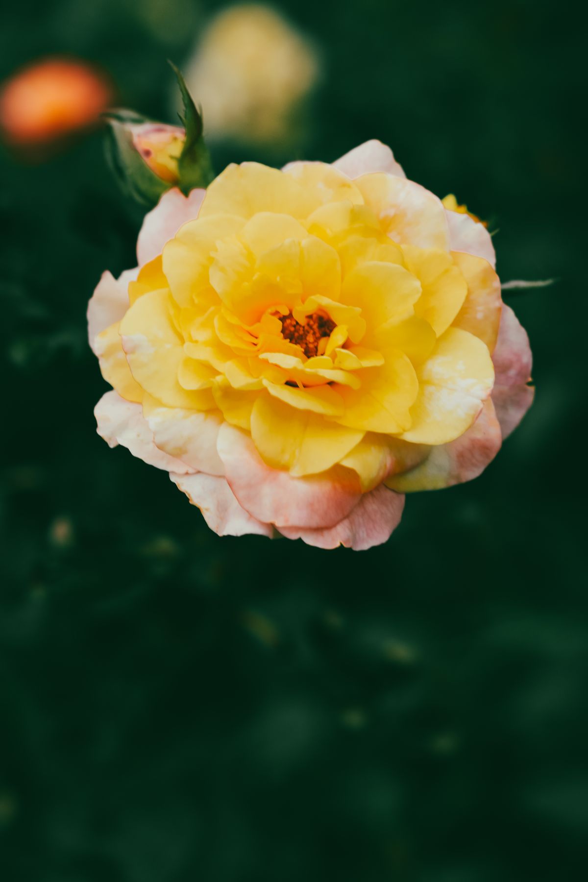 Color: Yellow Photos, Download The BEST Free Color: Yellow Stock Photos ...
