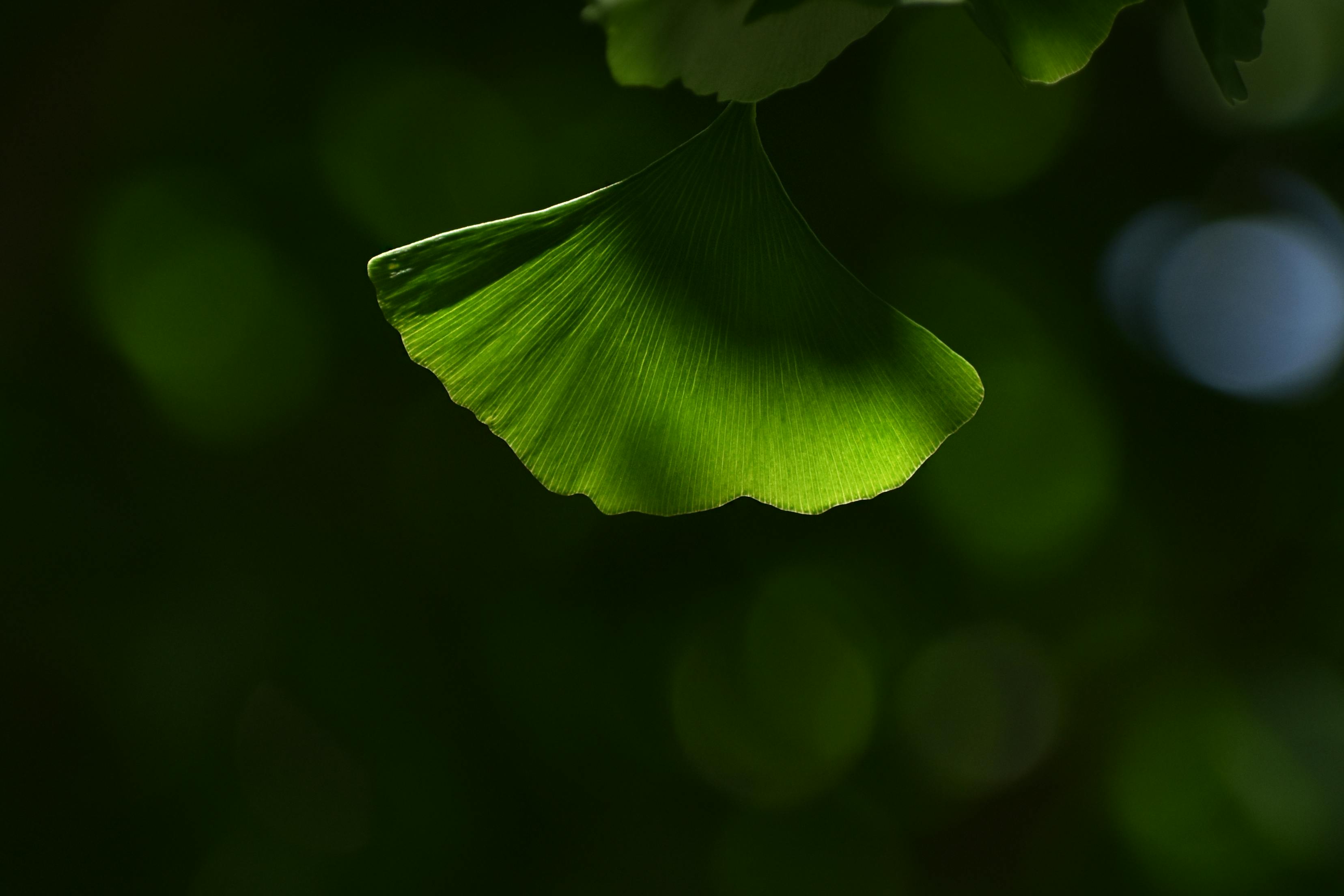 Ginkgo Biloba Photos, Download The BEST Free Ginkgo Biloba Stock Photos ...