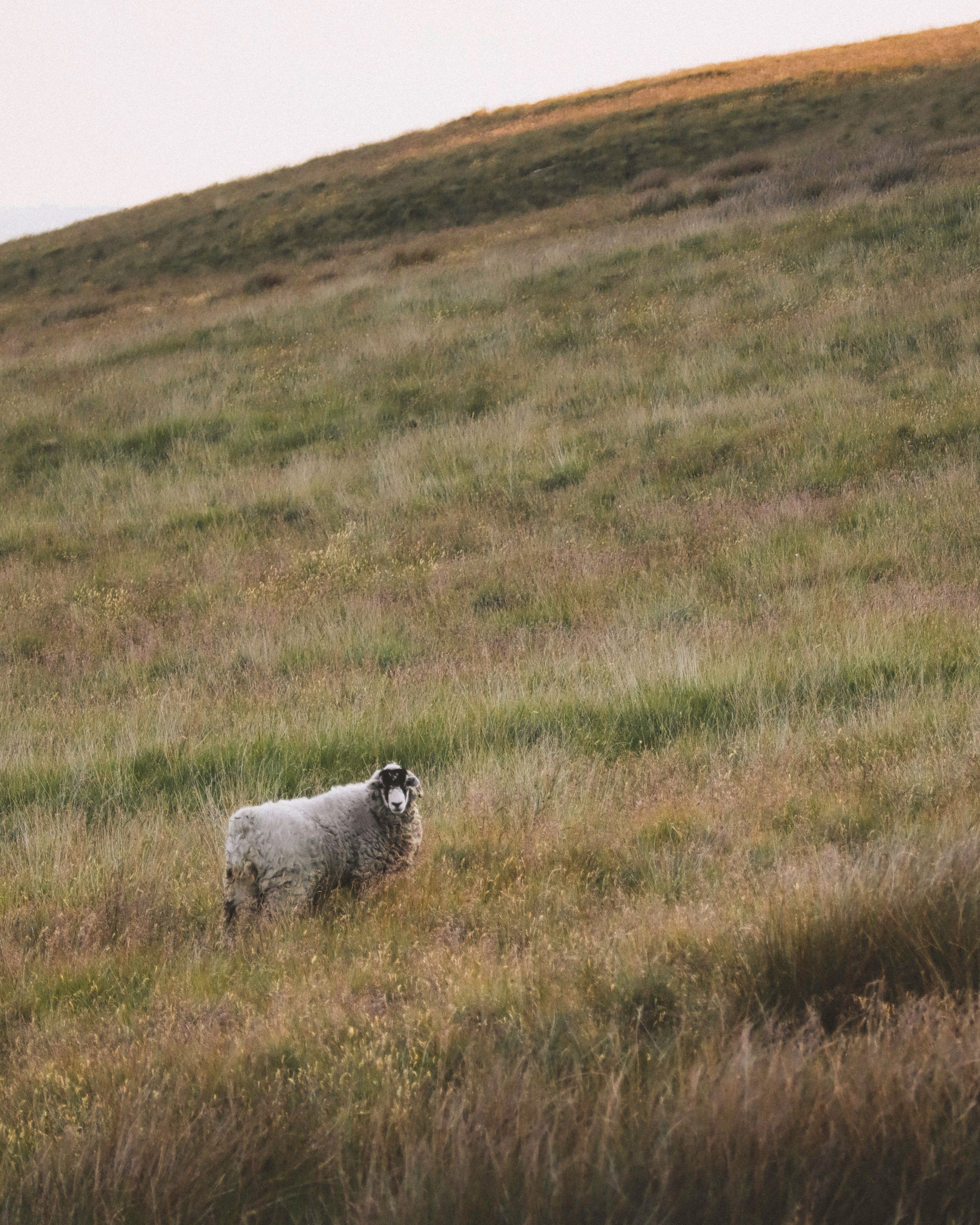 Sheep walking on a Grass Filed, and a Castle in Background · Free Stock ...