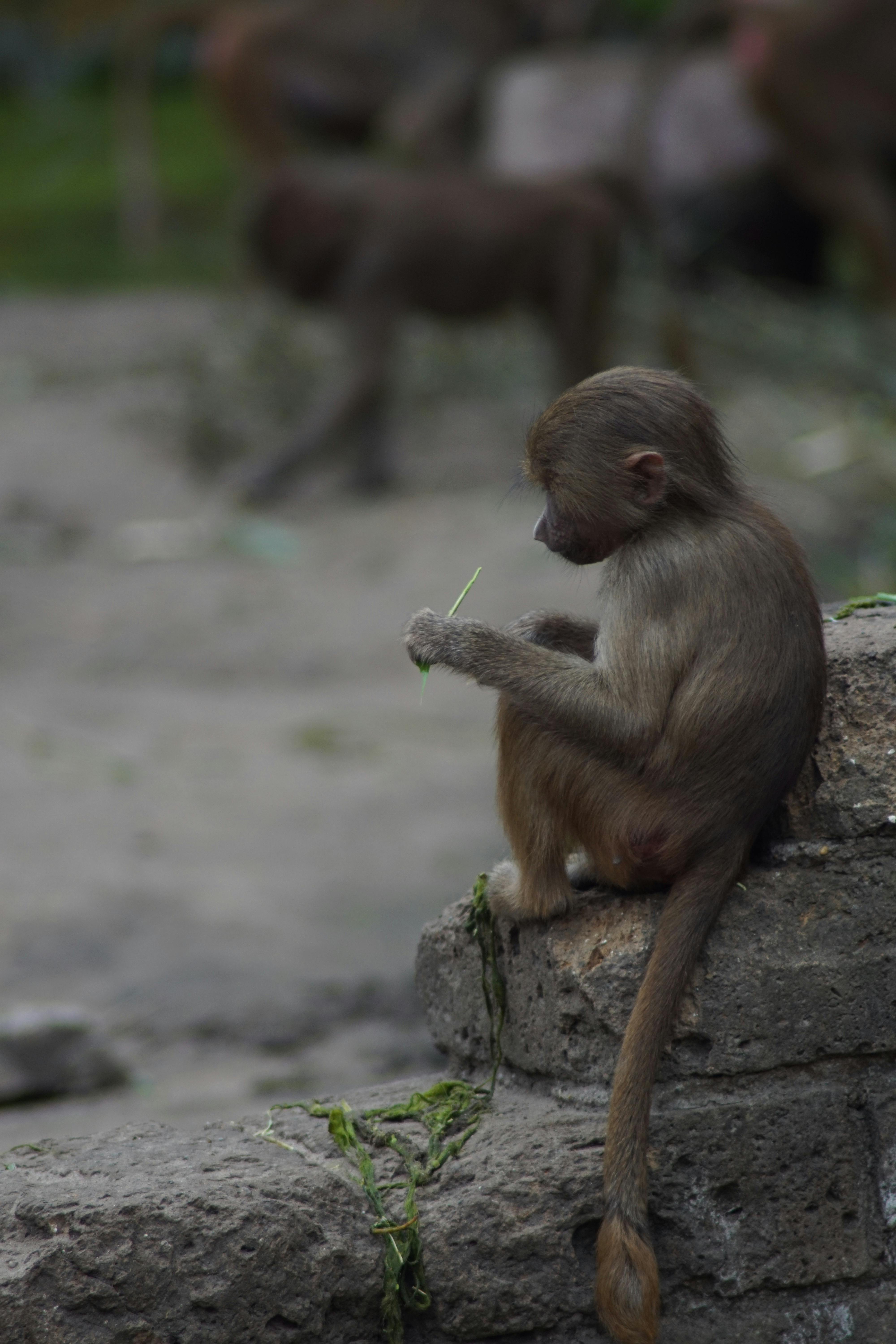 Monkey Touching a Coconut · Free Stock Photo