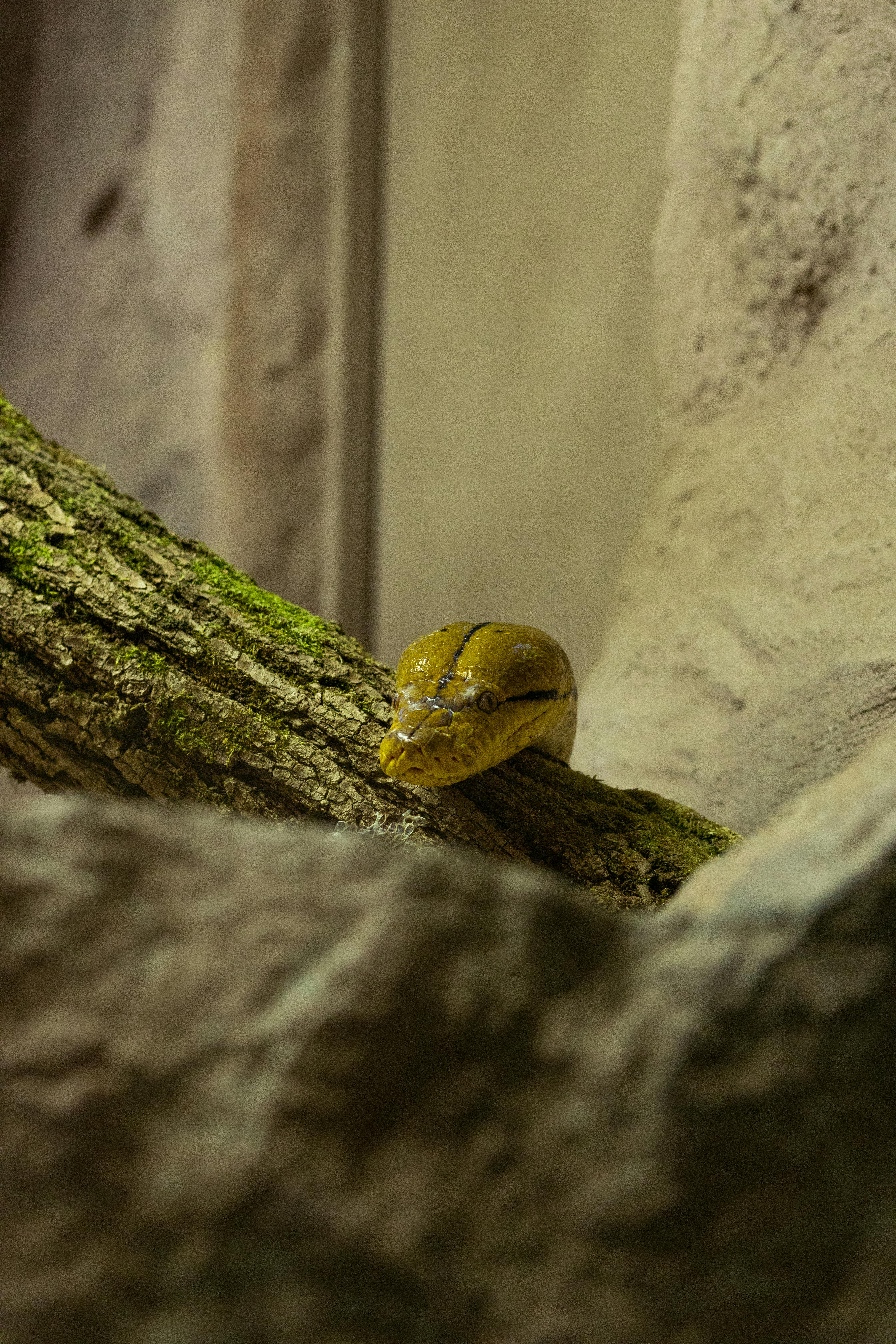 Yellow Snake's Head on Tree Trunk · Free Stock Photo