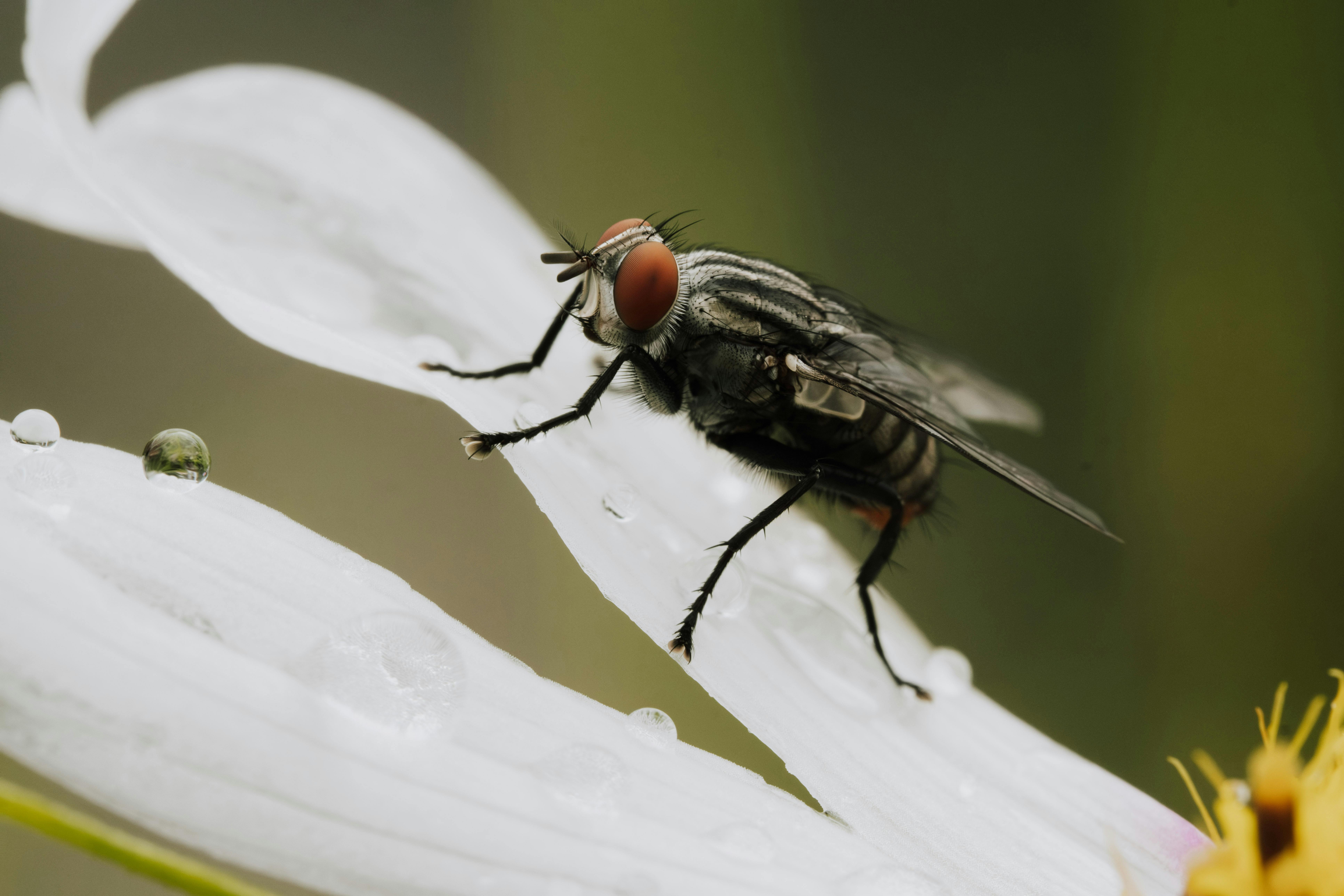 Fly on a Flower · Free Stock Photo