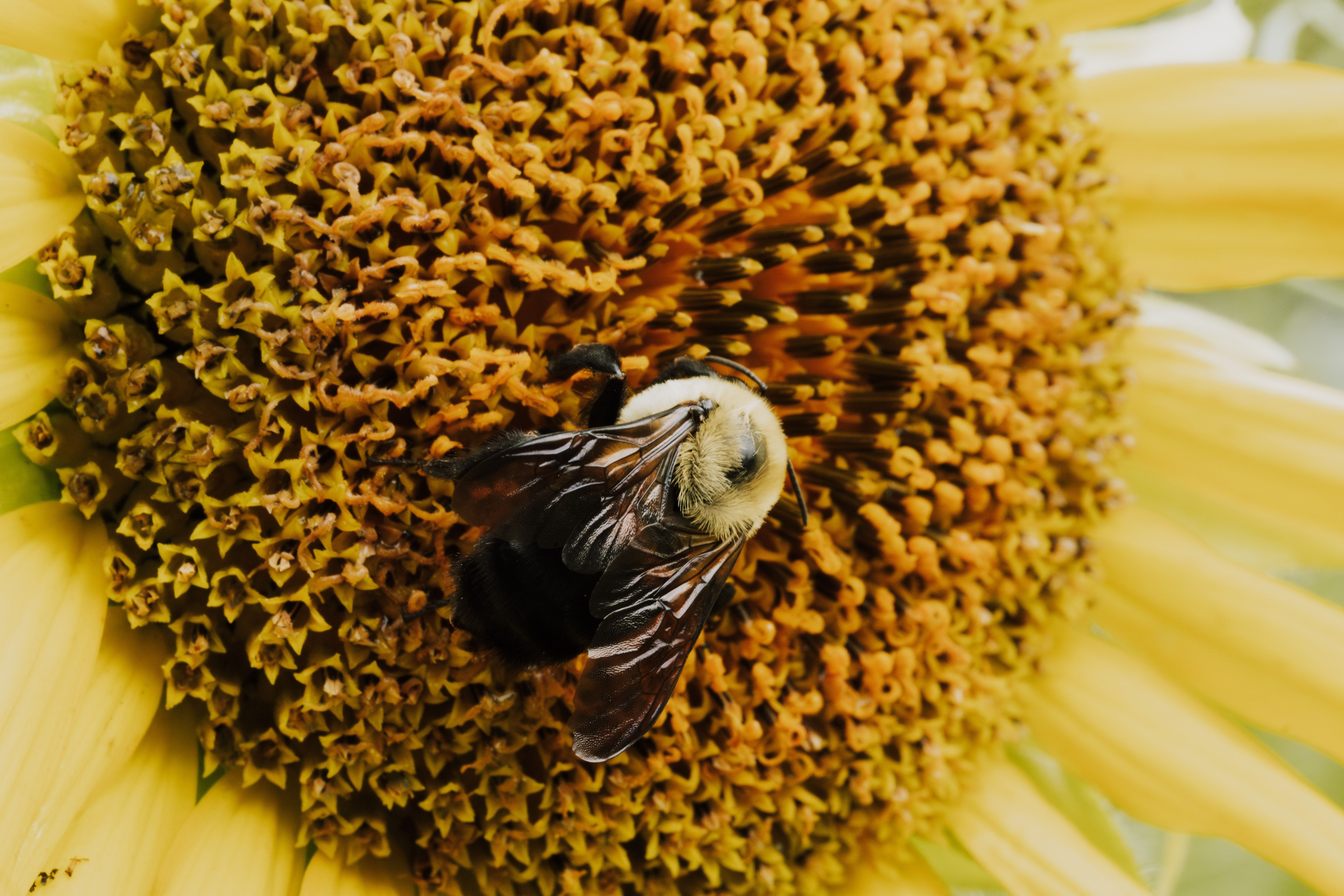 Bee on a Sunflower · Free Stock Photo