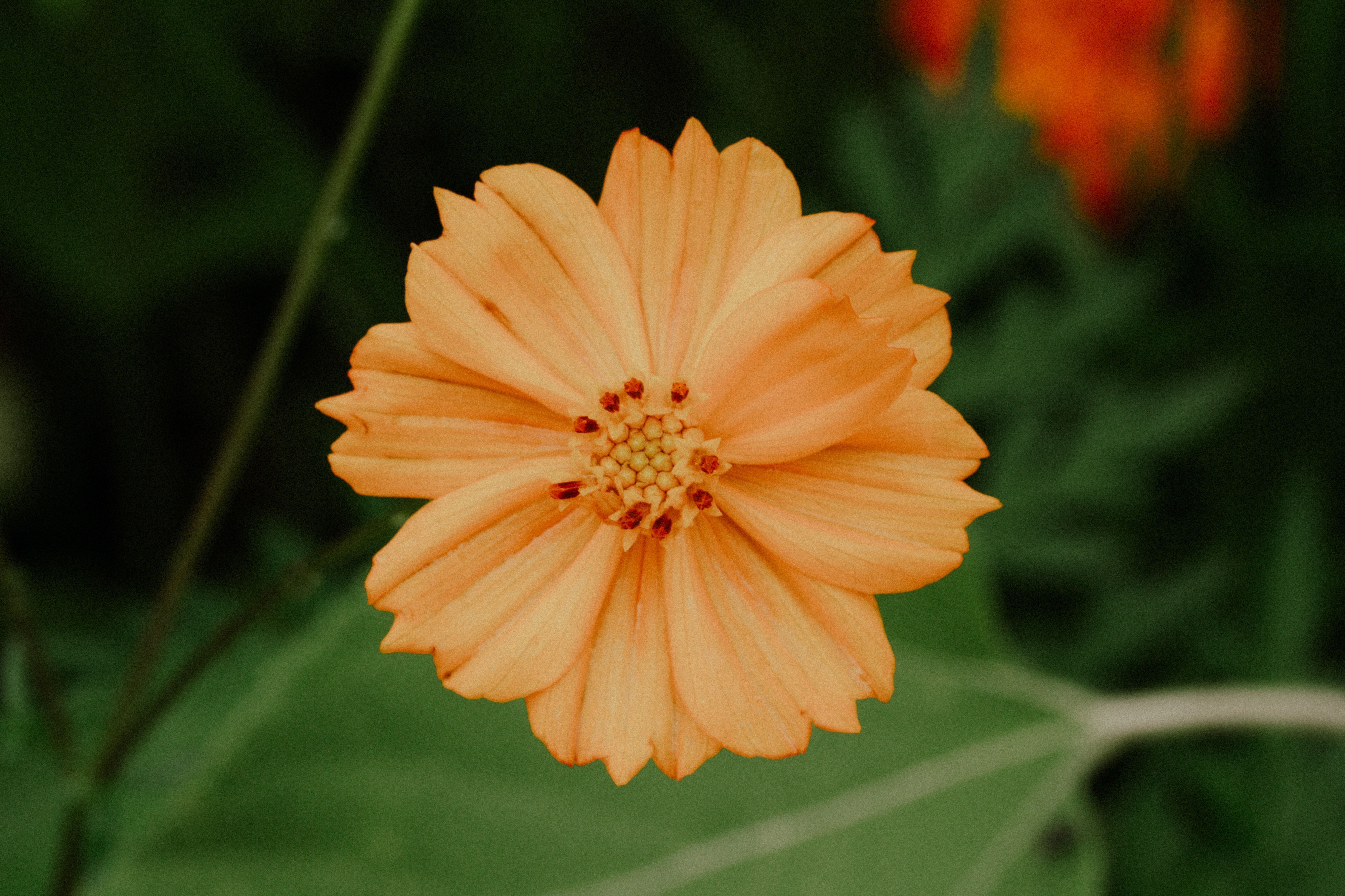 Orange Flower in a Garden · Free Stock Photo