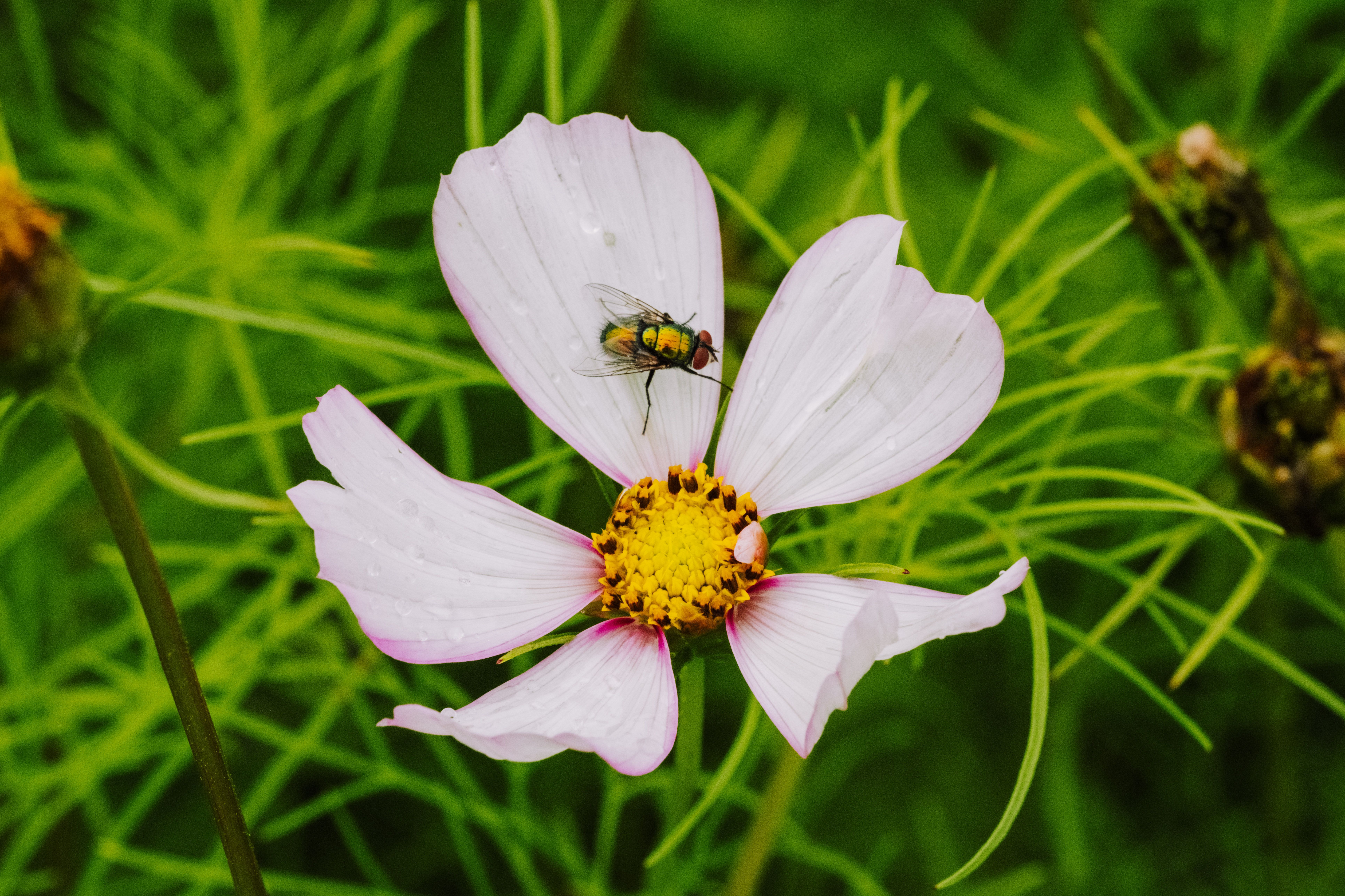 Fly on a Flower · Free Stock Photo