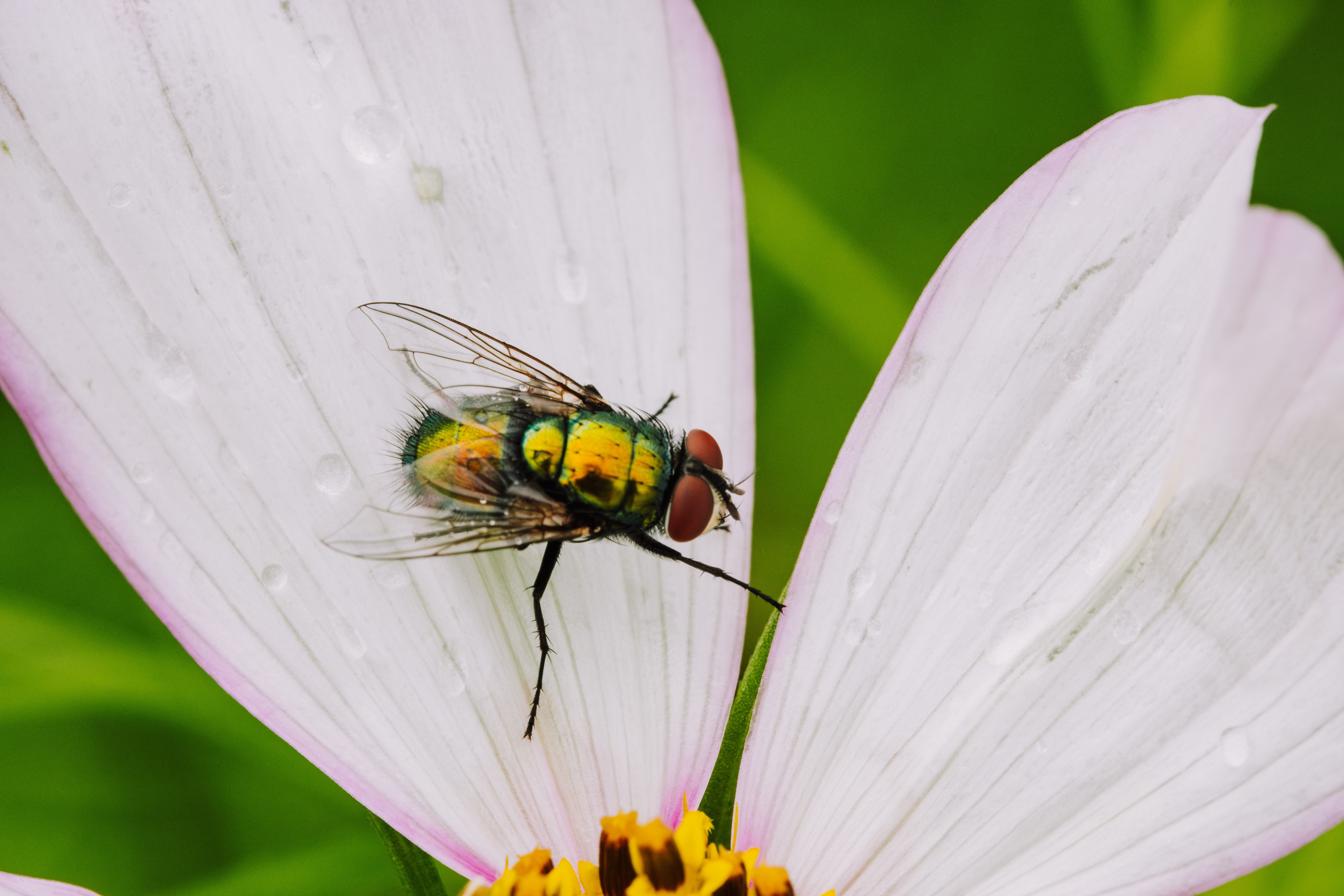 Fly on a Flower · Free Stock Photo