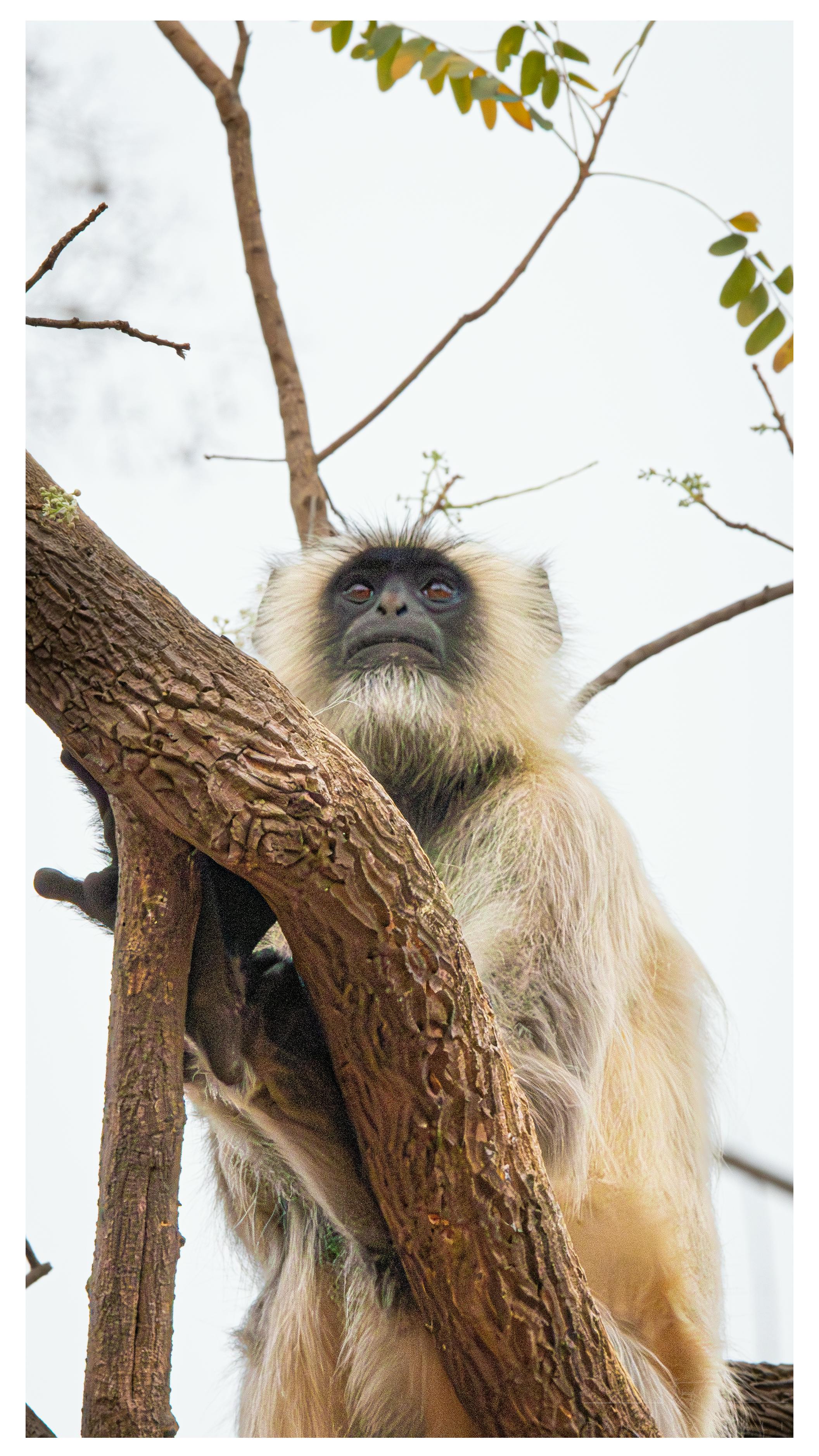 Bansi Maddali - 사진