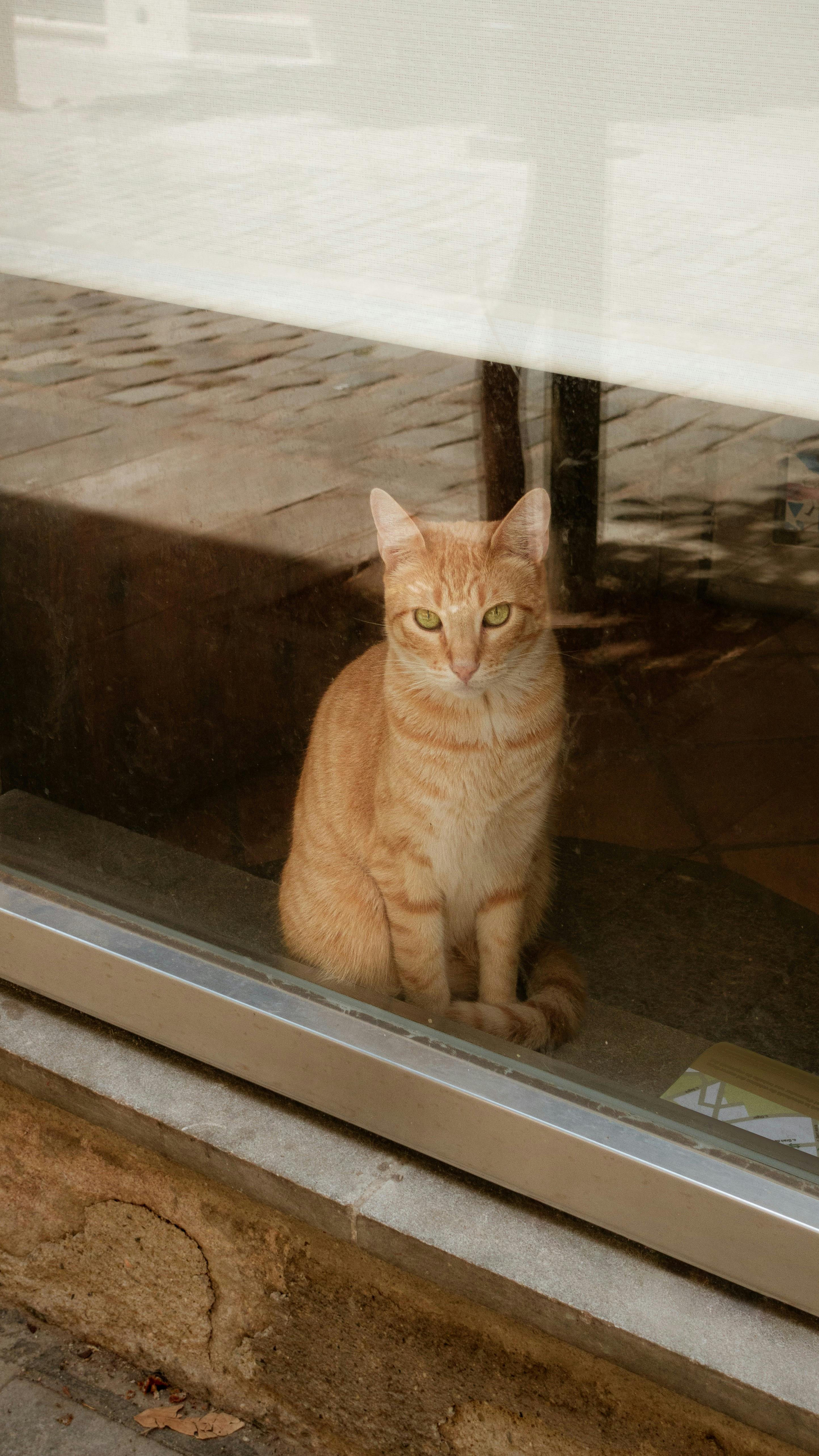 A Cat Sitting Beside the Glass Window · Free Stock Photo