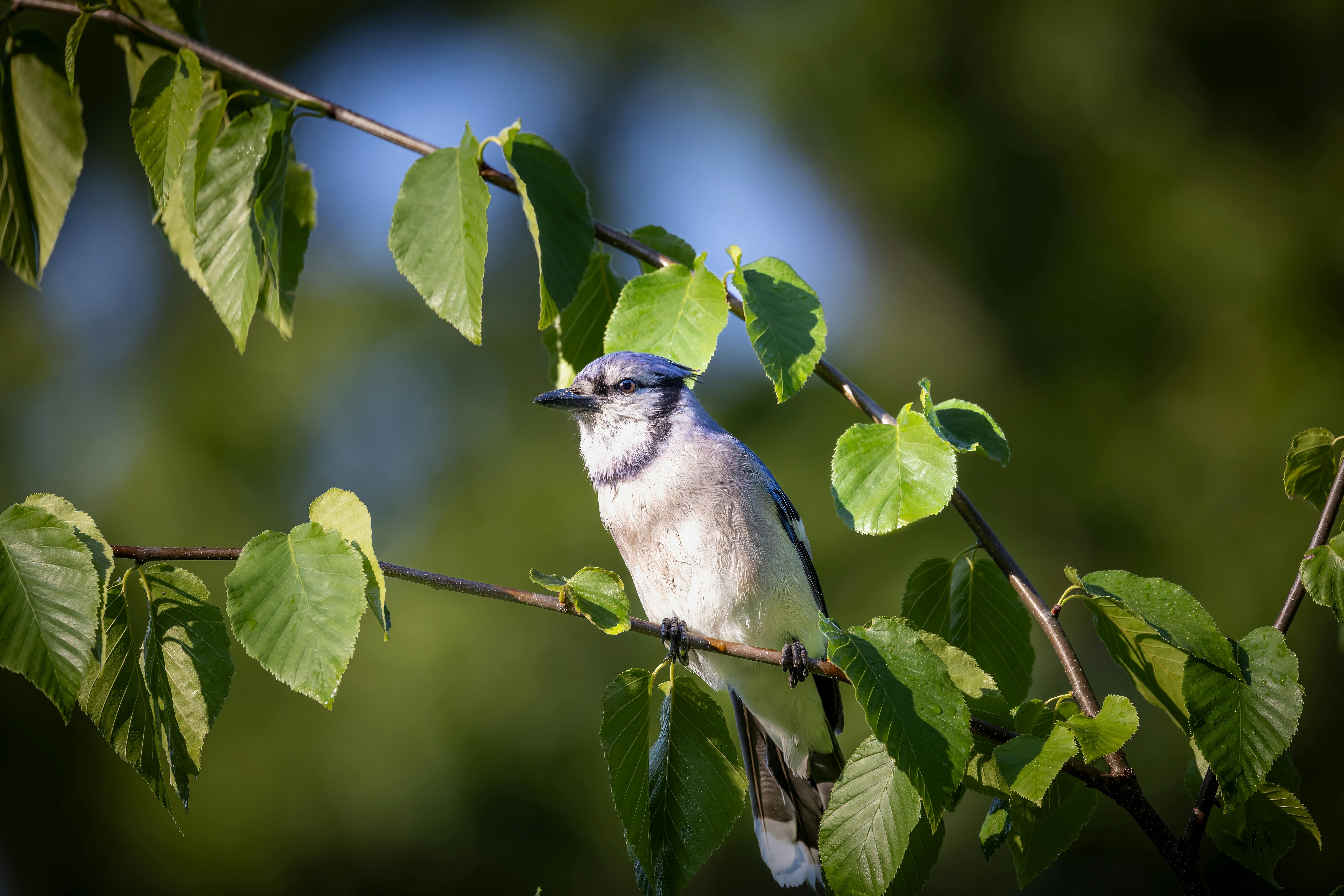 Tilt-shift Lens Photography of Blue Bird on Branch · Free Stock Photo