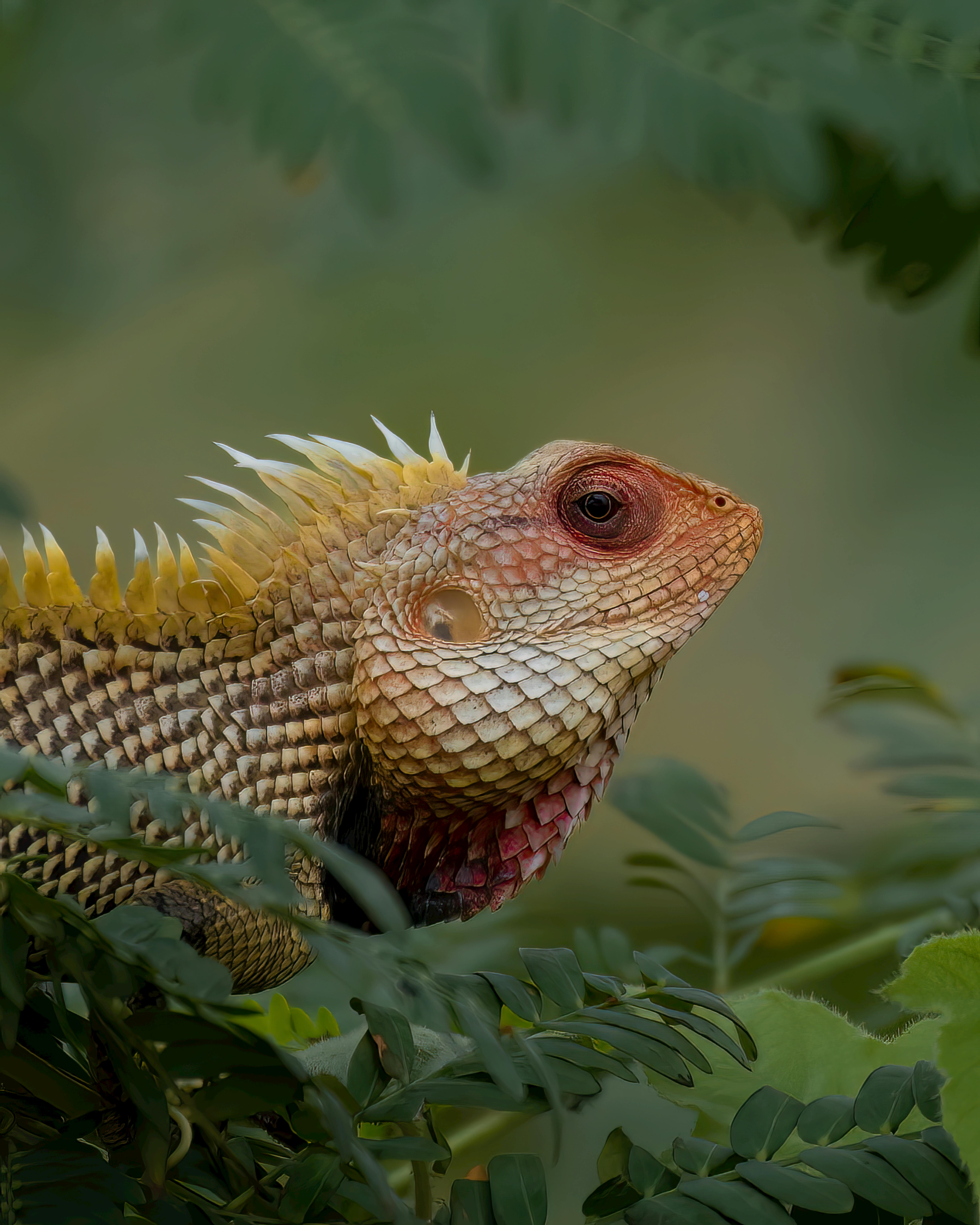 Lizard Isolated Photos, Download The BEST Free Lizard Isolated Stock ...
