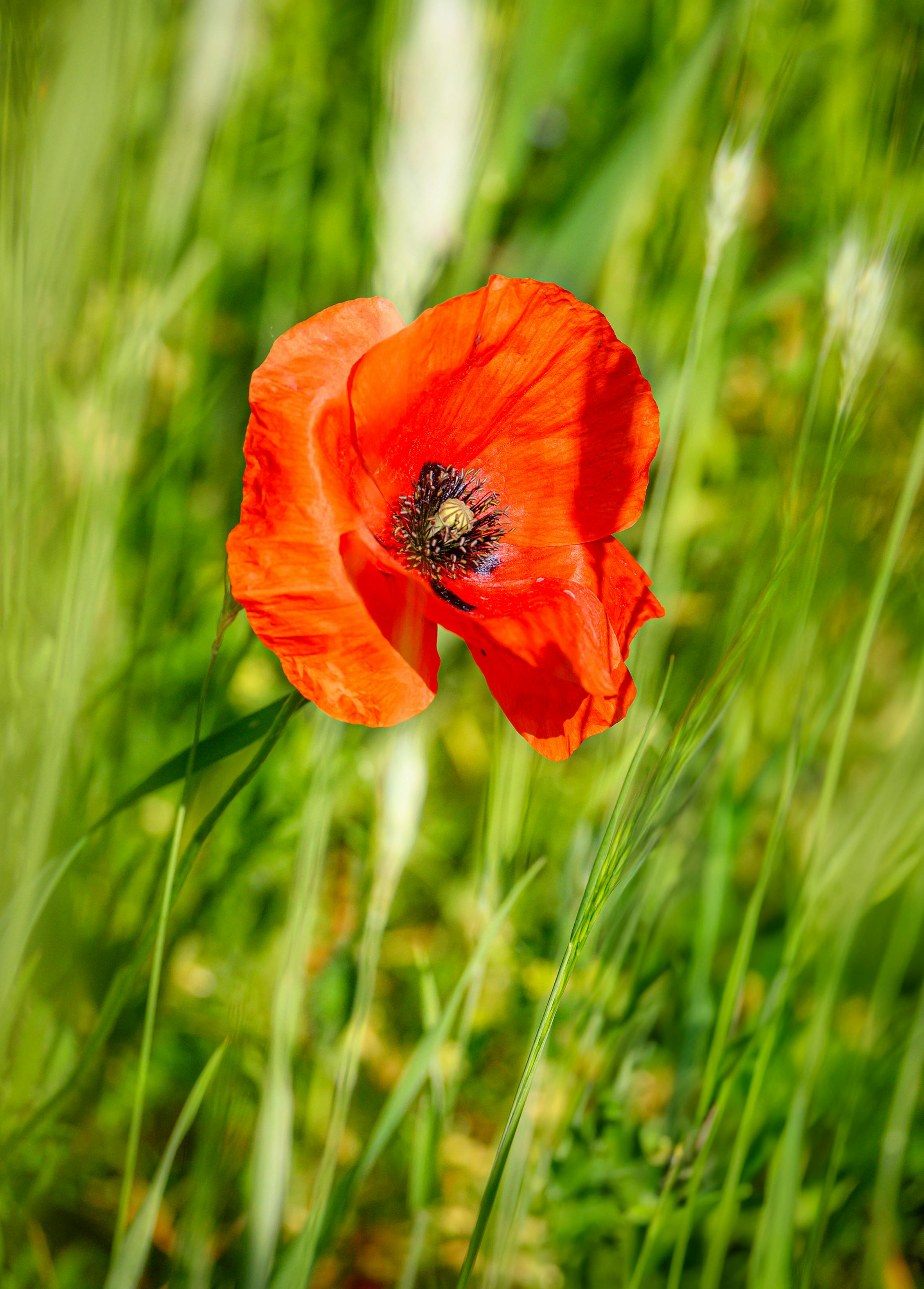 Close up of a Poppy · Free Stock Photo