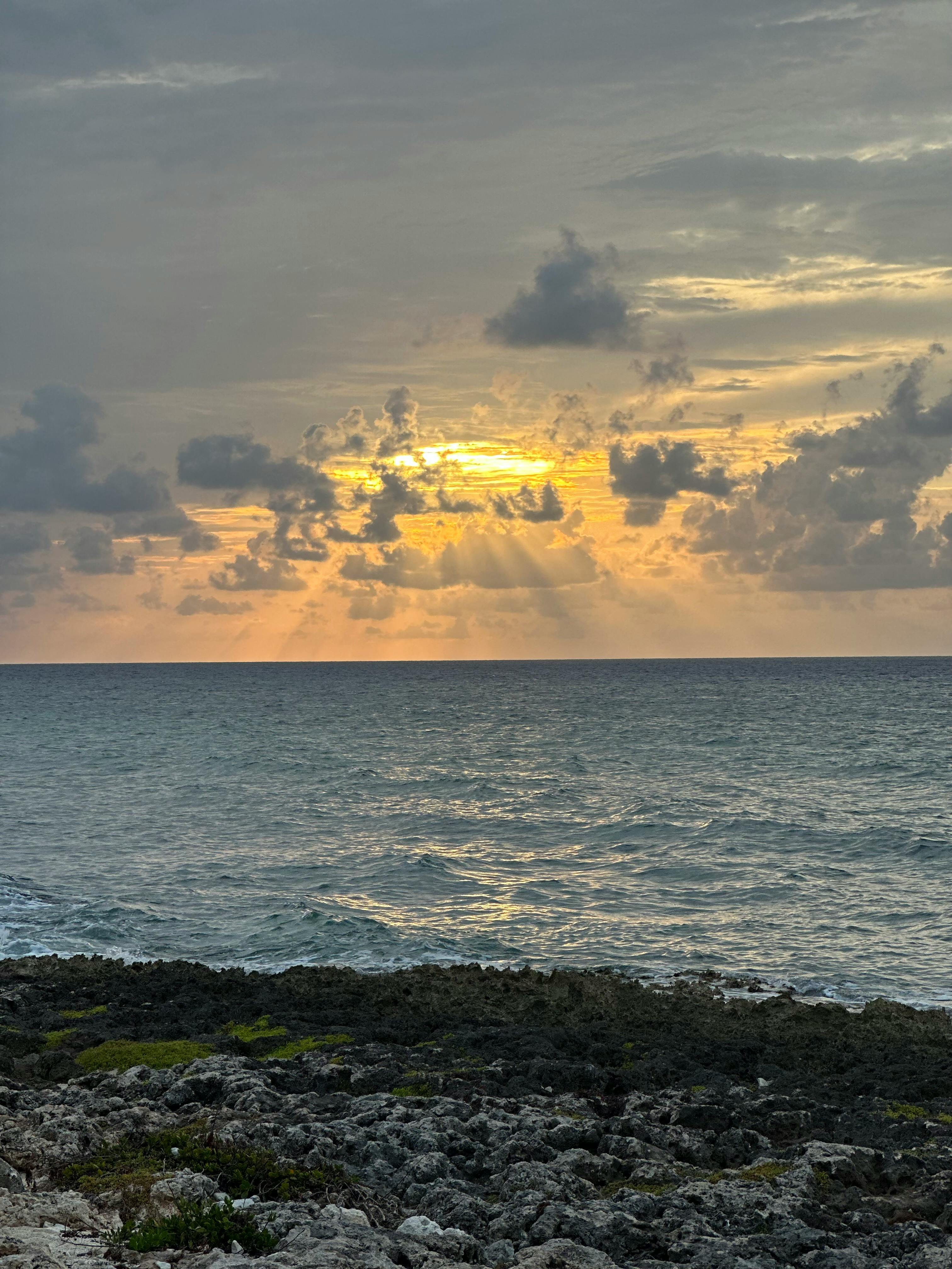 White Shell on Beach during Sunset · Free Stock Photo