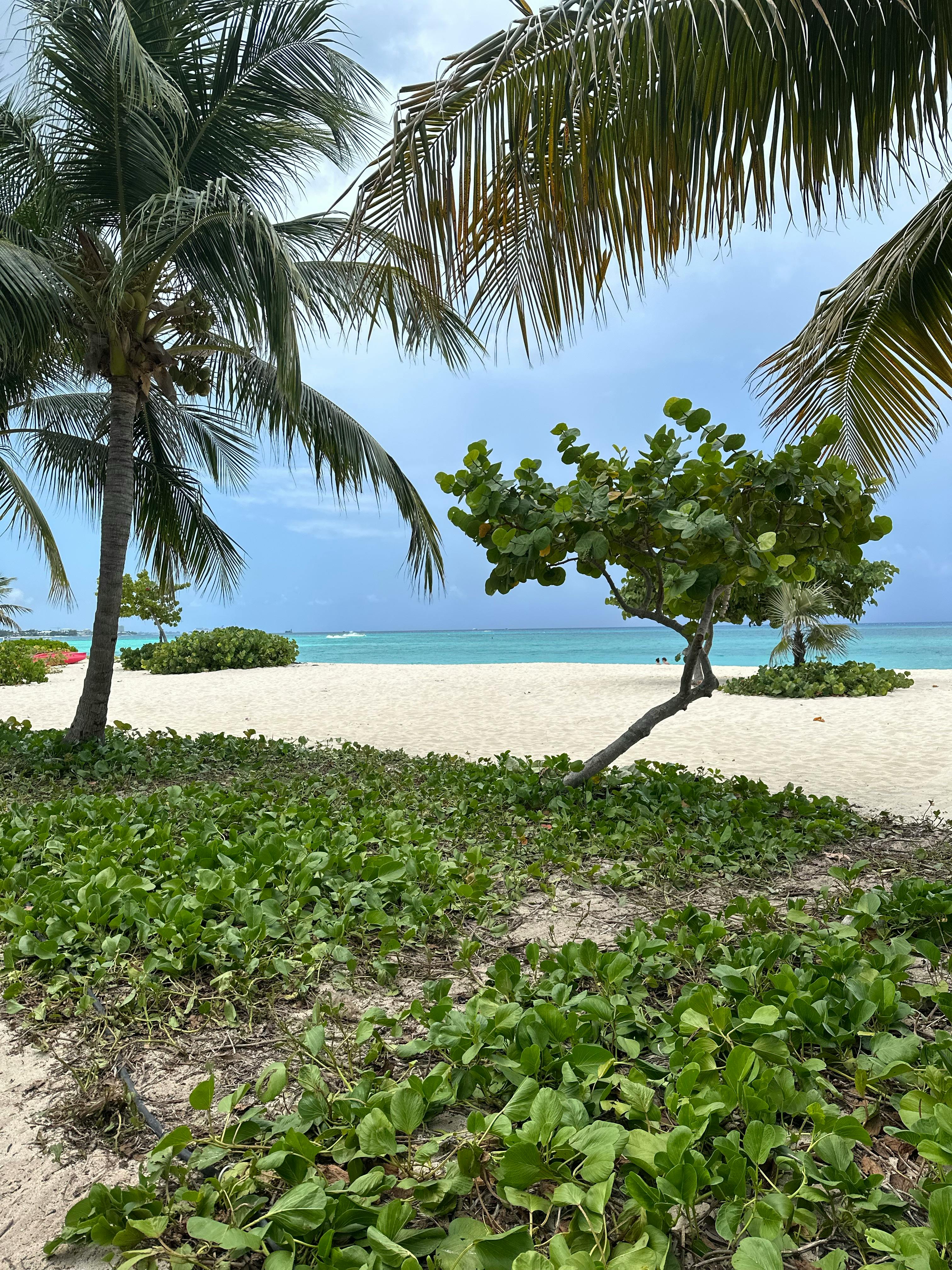 Green Palm Tree Near Beach Under Clear Blue Sky · Free Stock Photo