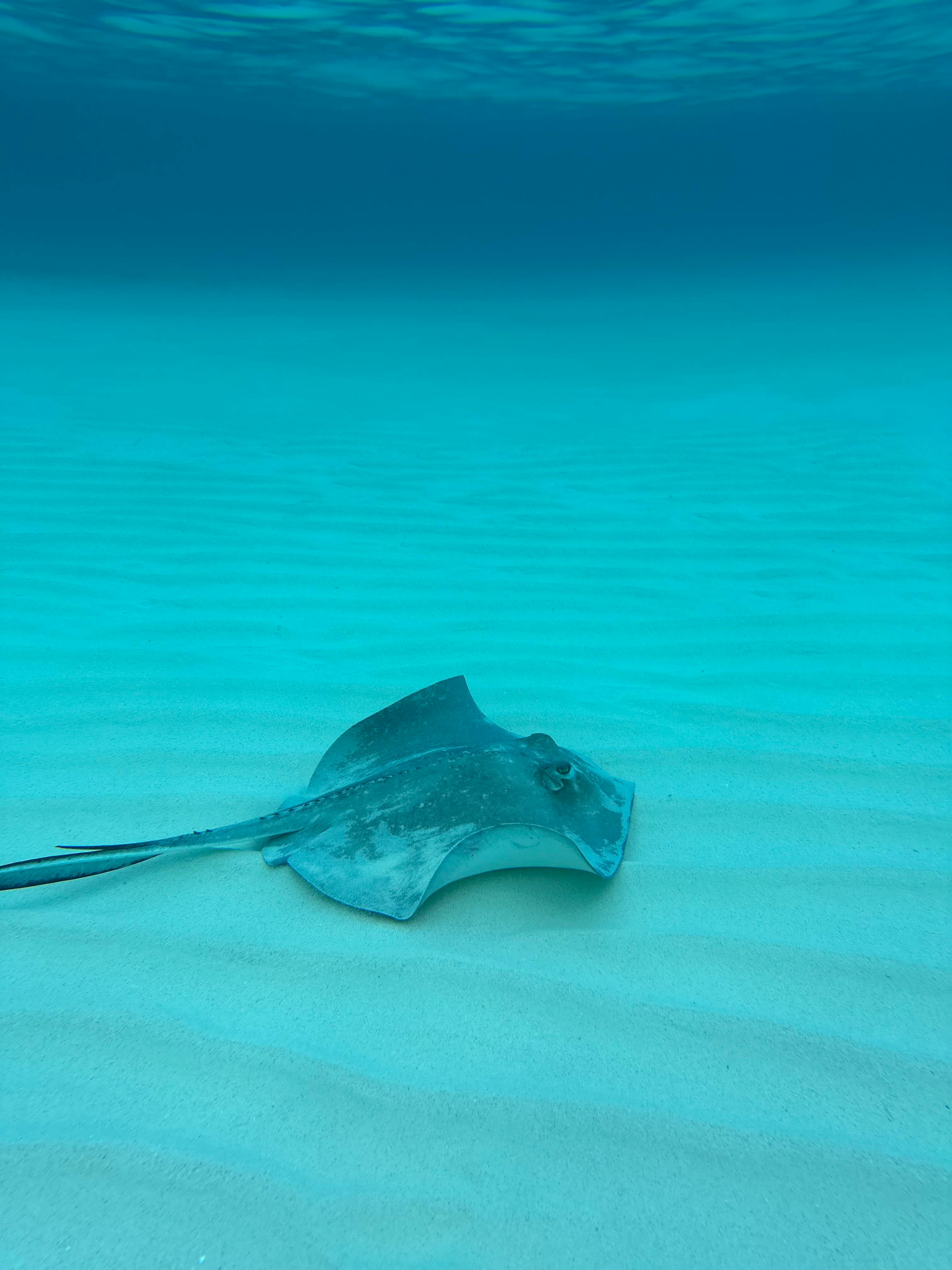 A Stingray on the Bottom of the Sea · Free Stock Photo