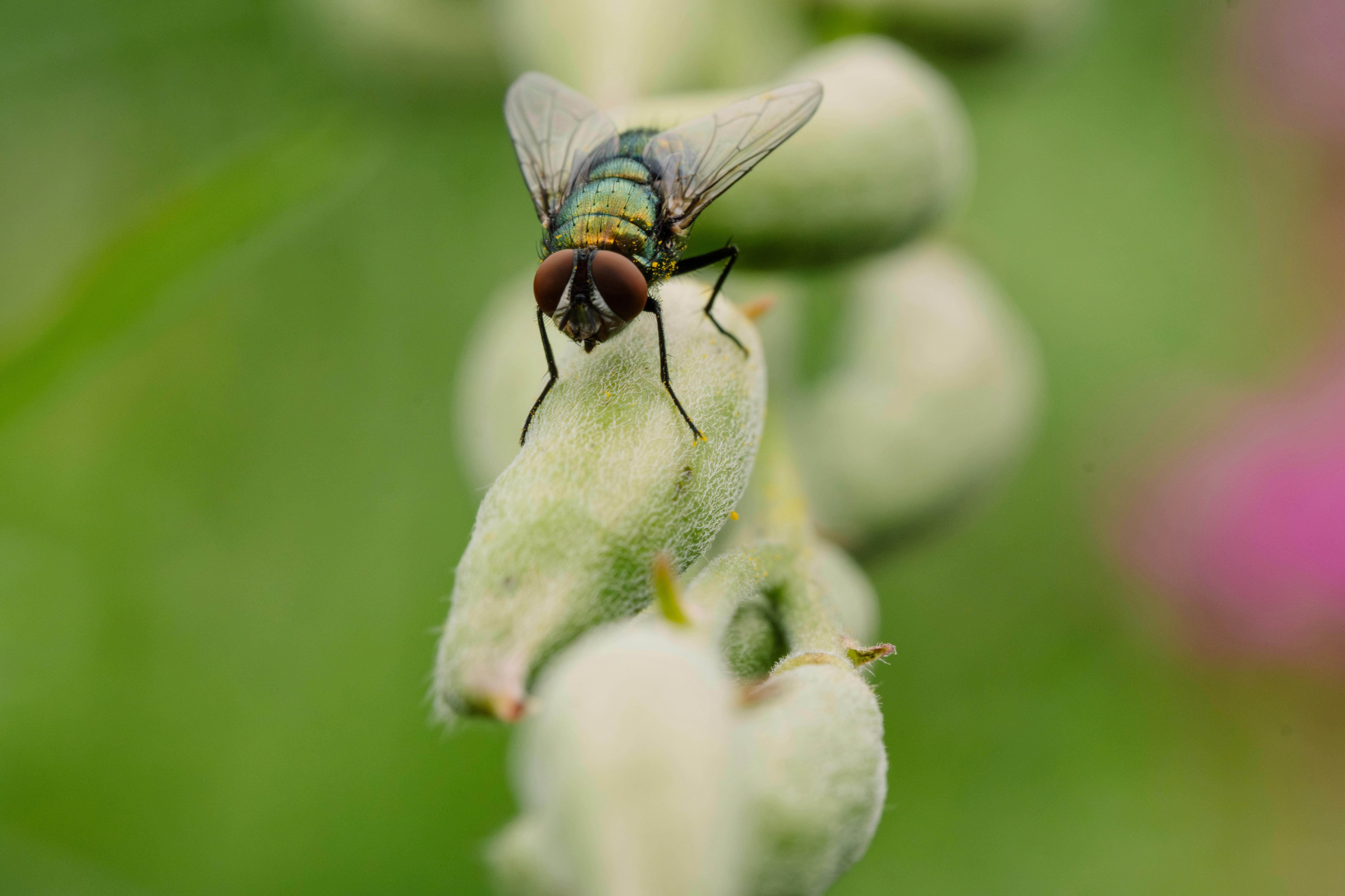 Close up of a Fly · Free Stock Photo