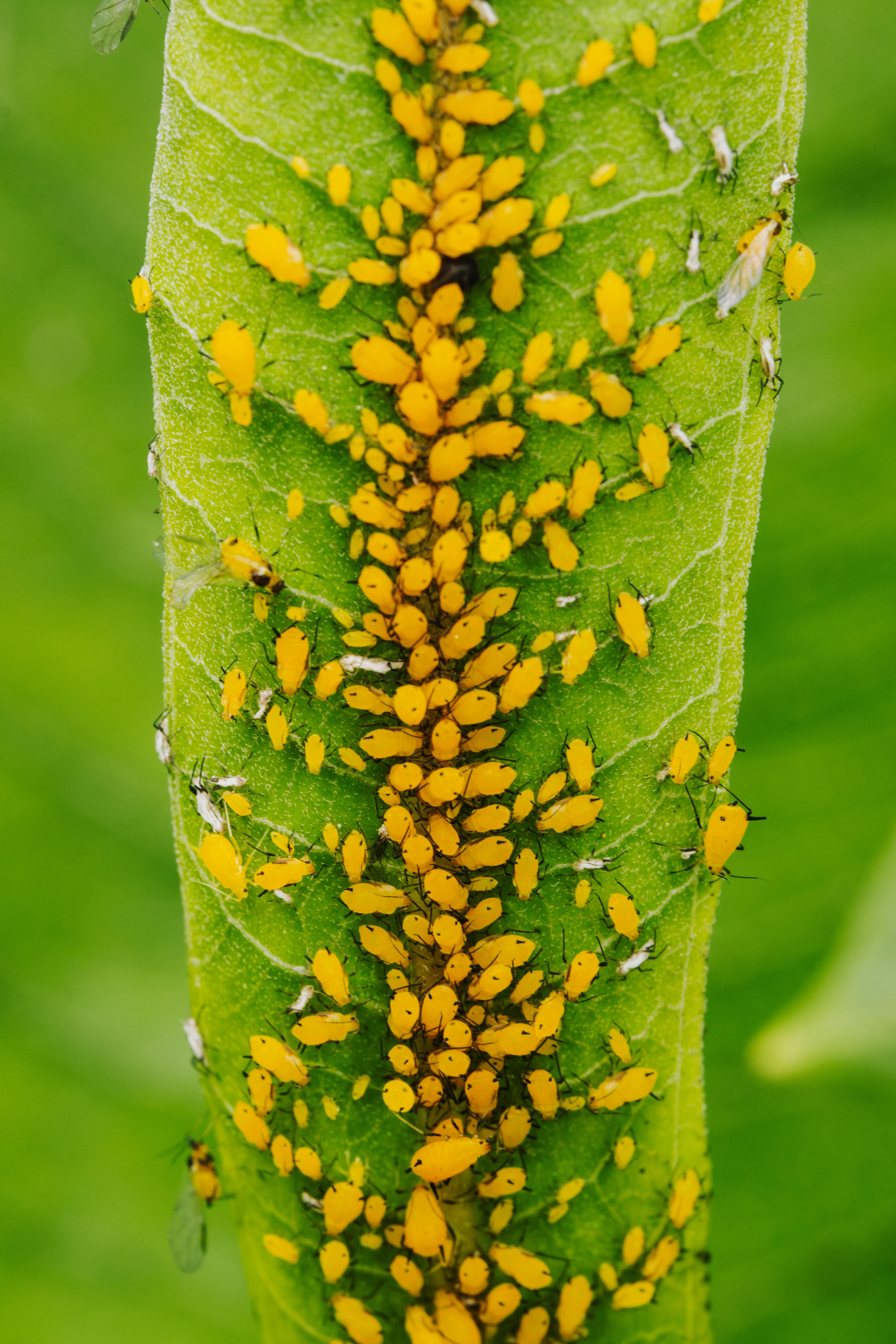 Colony of Yellow Aphids Feeding of the Plant · Free Stock Photo