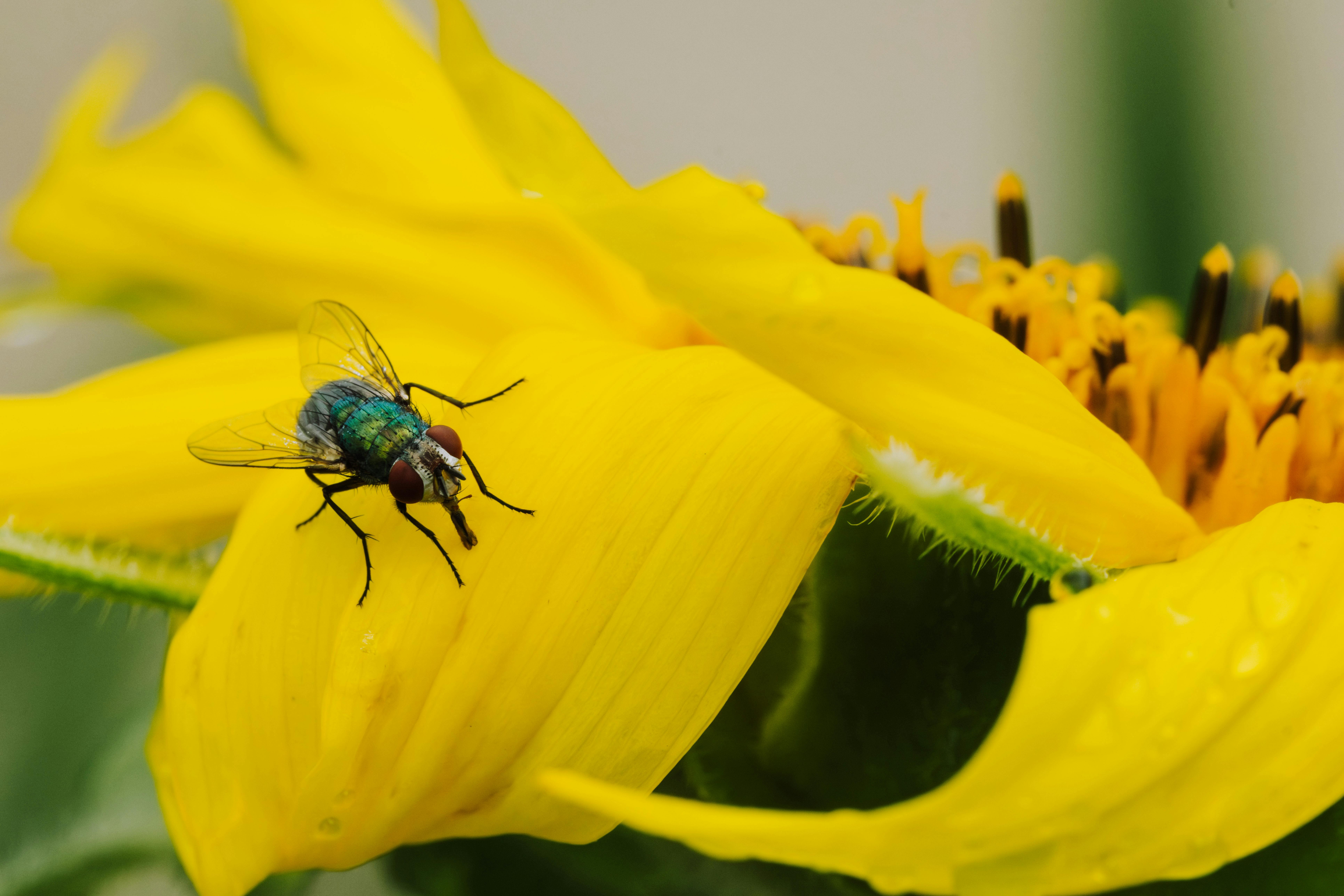 Fly on a Flower Petal · Free Stock Photo