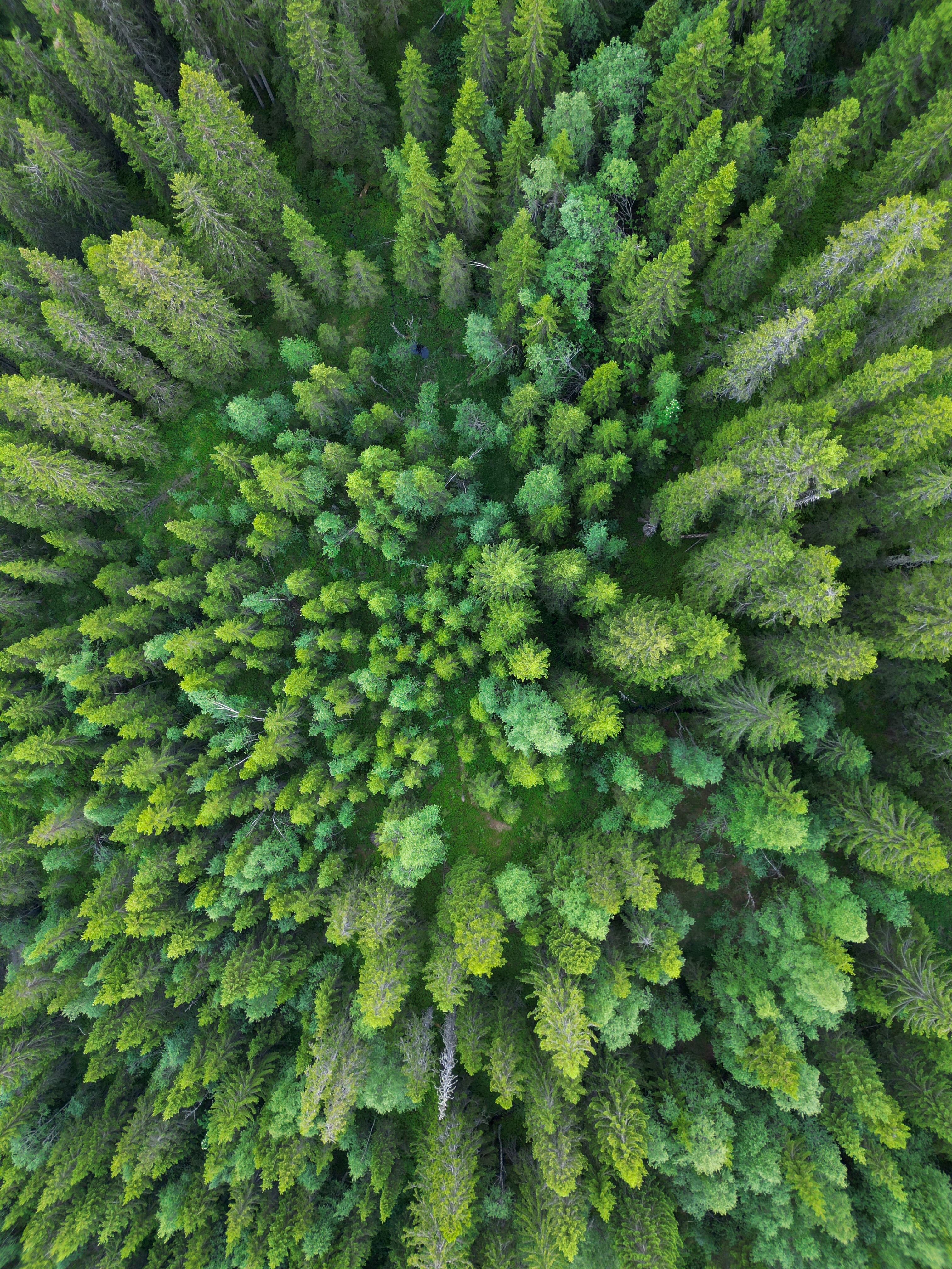 Aerial View of a Forest · Free Stock Photo