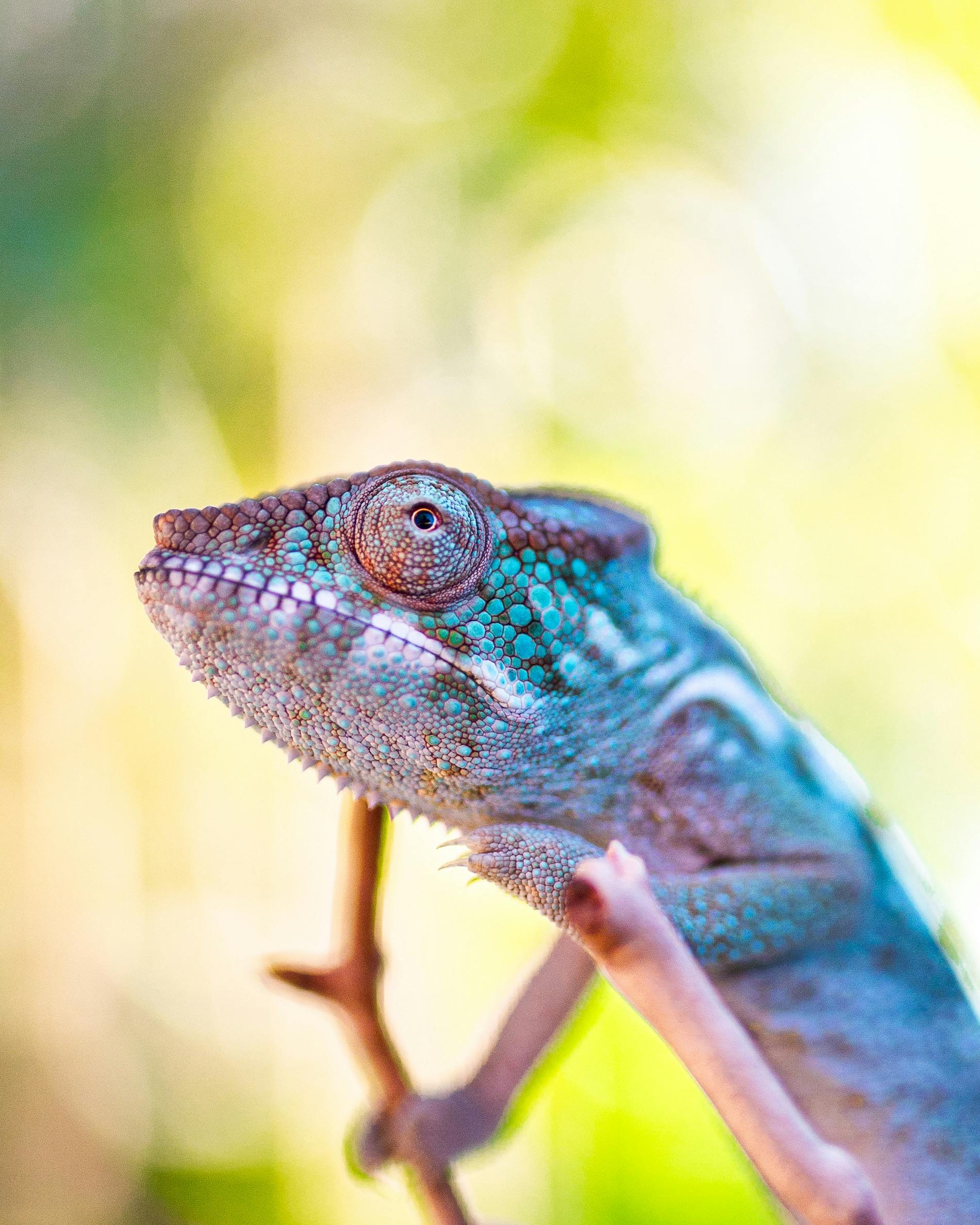 Close up of a Chameleon · Free Stock Photo
