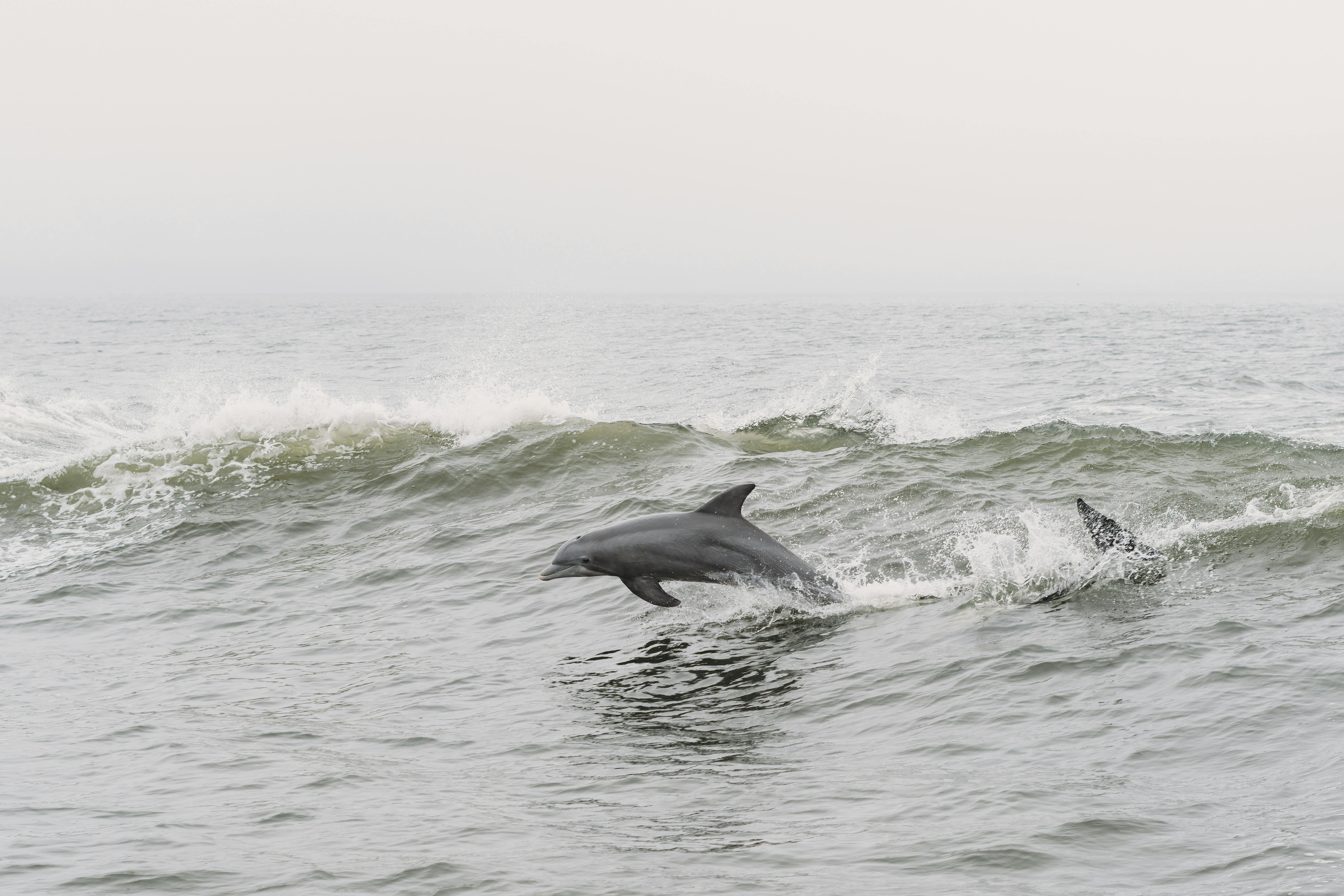Dolphin's Head in the Surface · Free Stock Photo