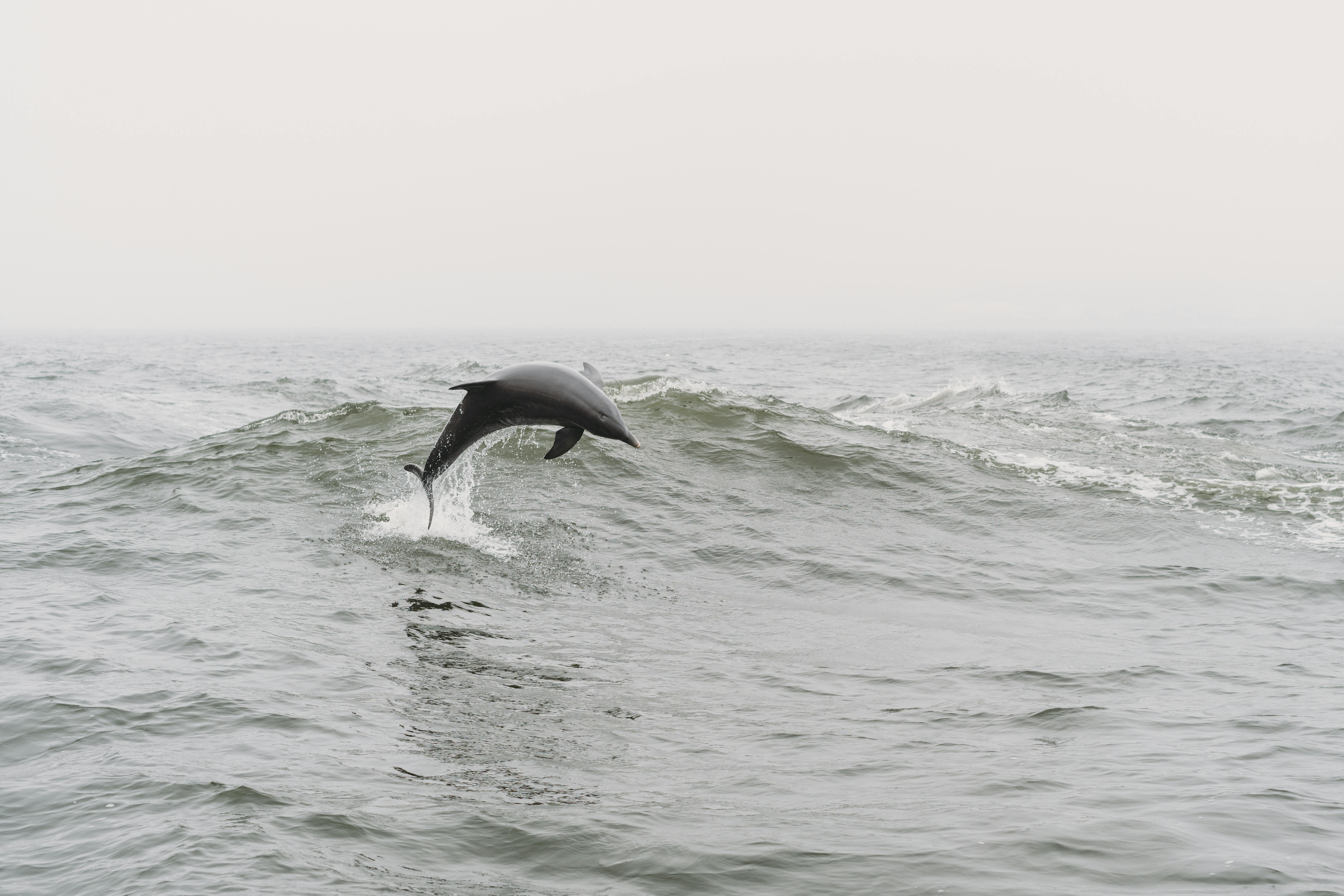 Dolphin's Head in the Surface · Free Stock Photo