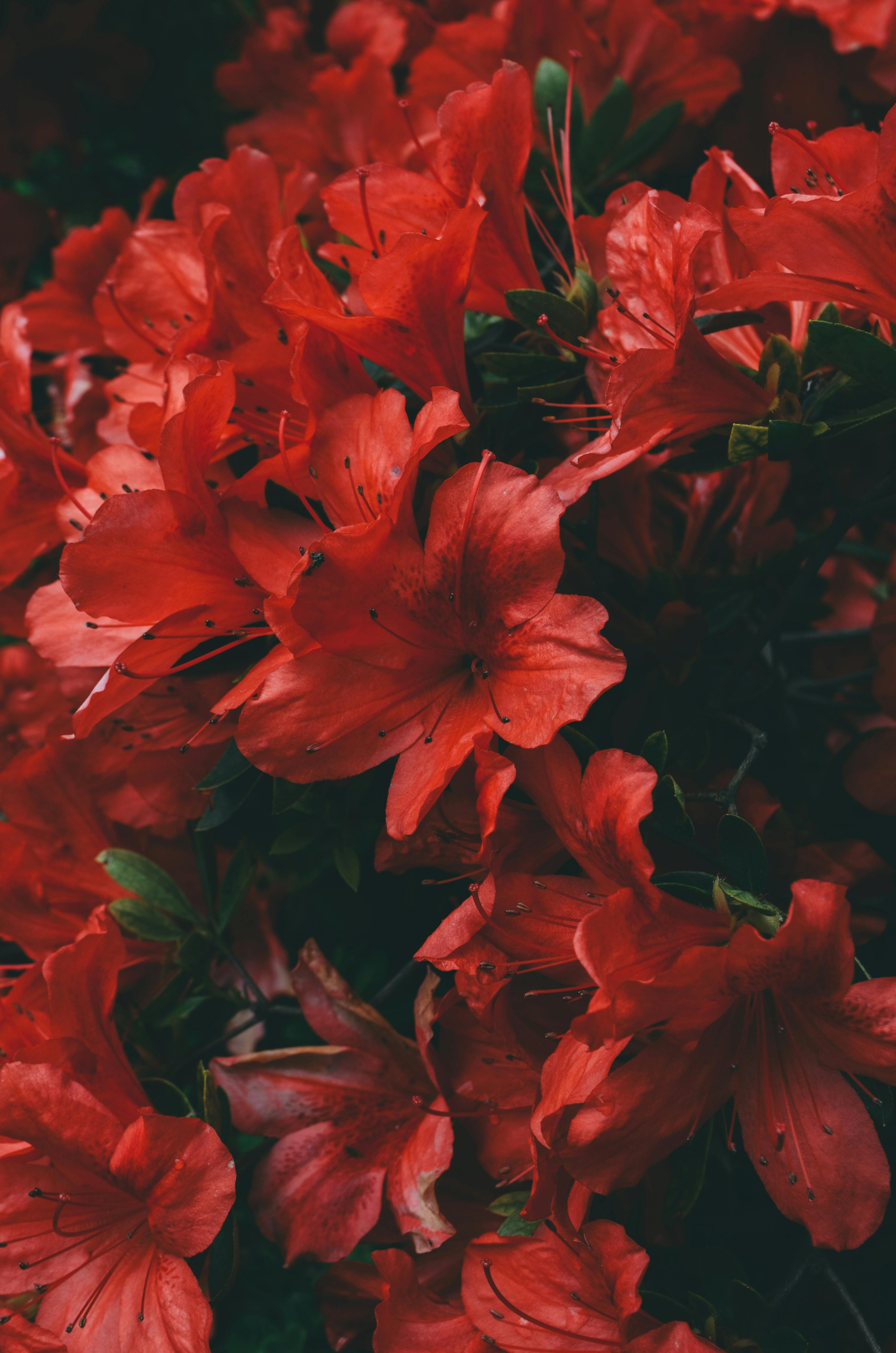 Close up of Red Flowers · Free Stock Photo