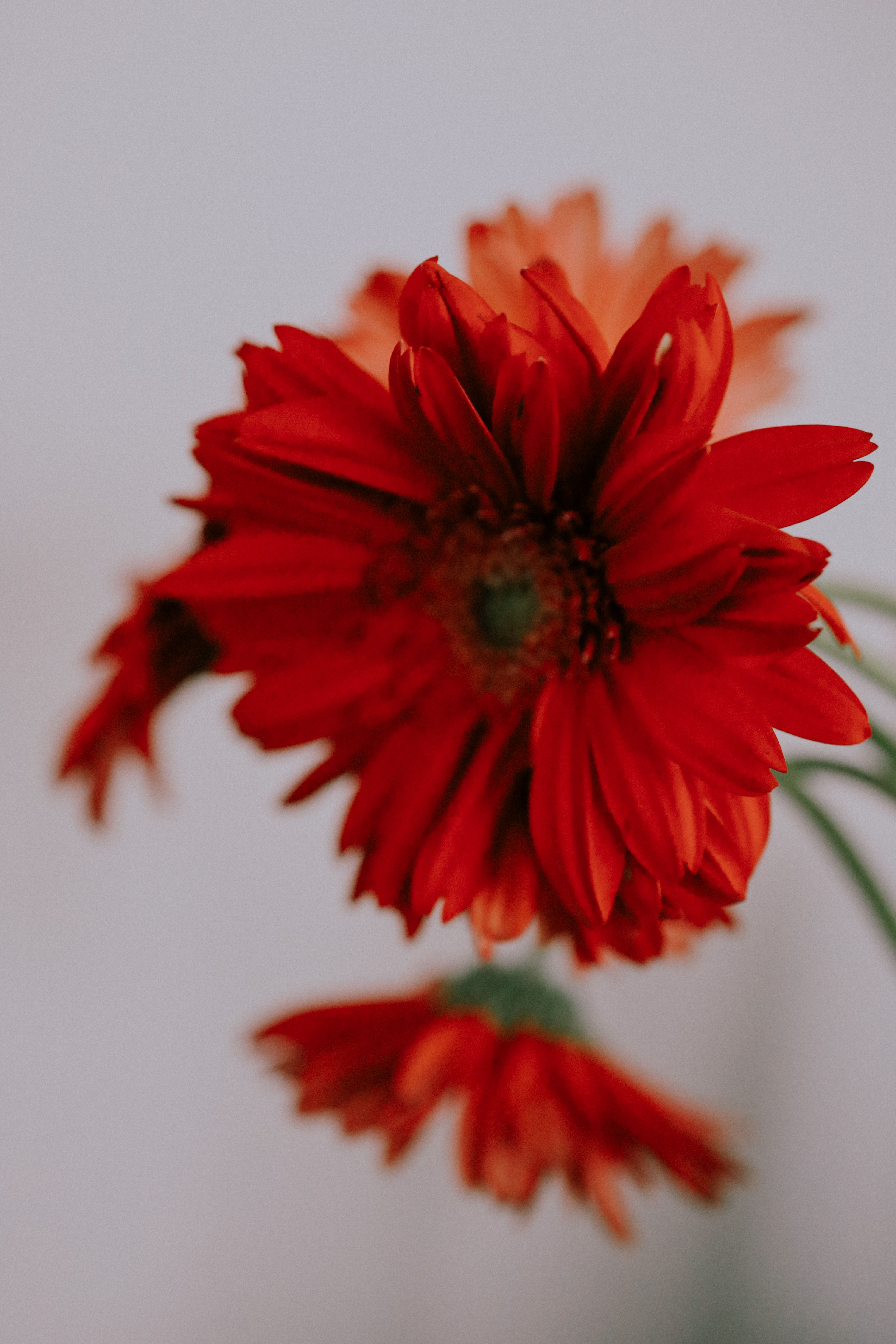 Bouquet of transvaal daisies in vase · Free Stock Photo