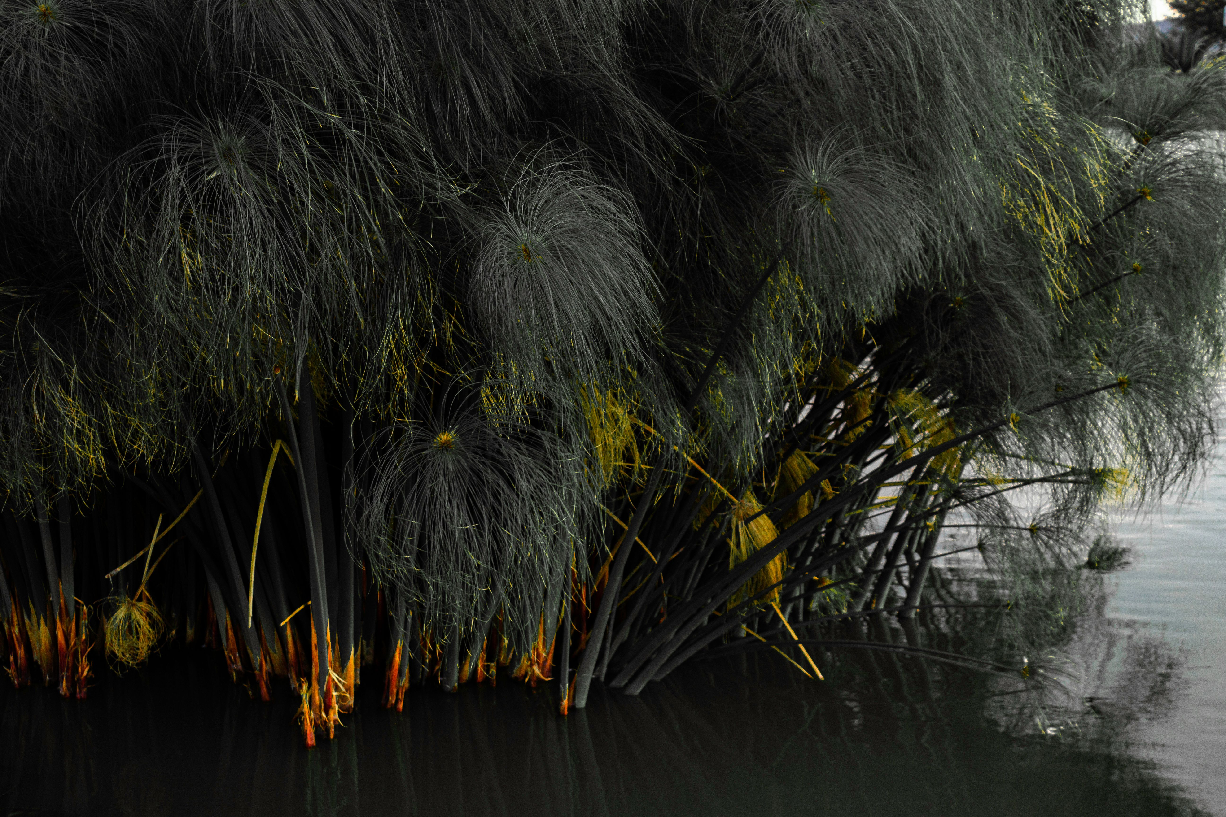 Close-up of Papyrus Plant Growing in the Water · Free Stock Photo