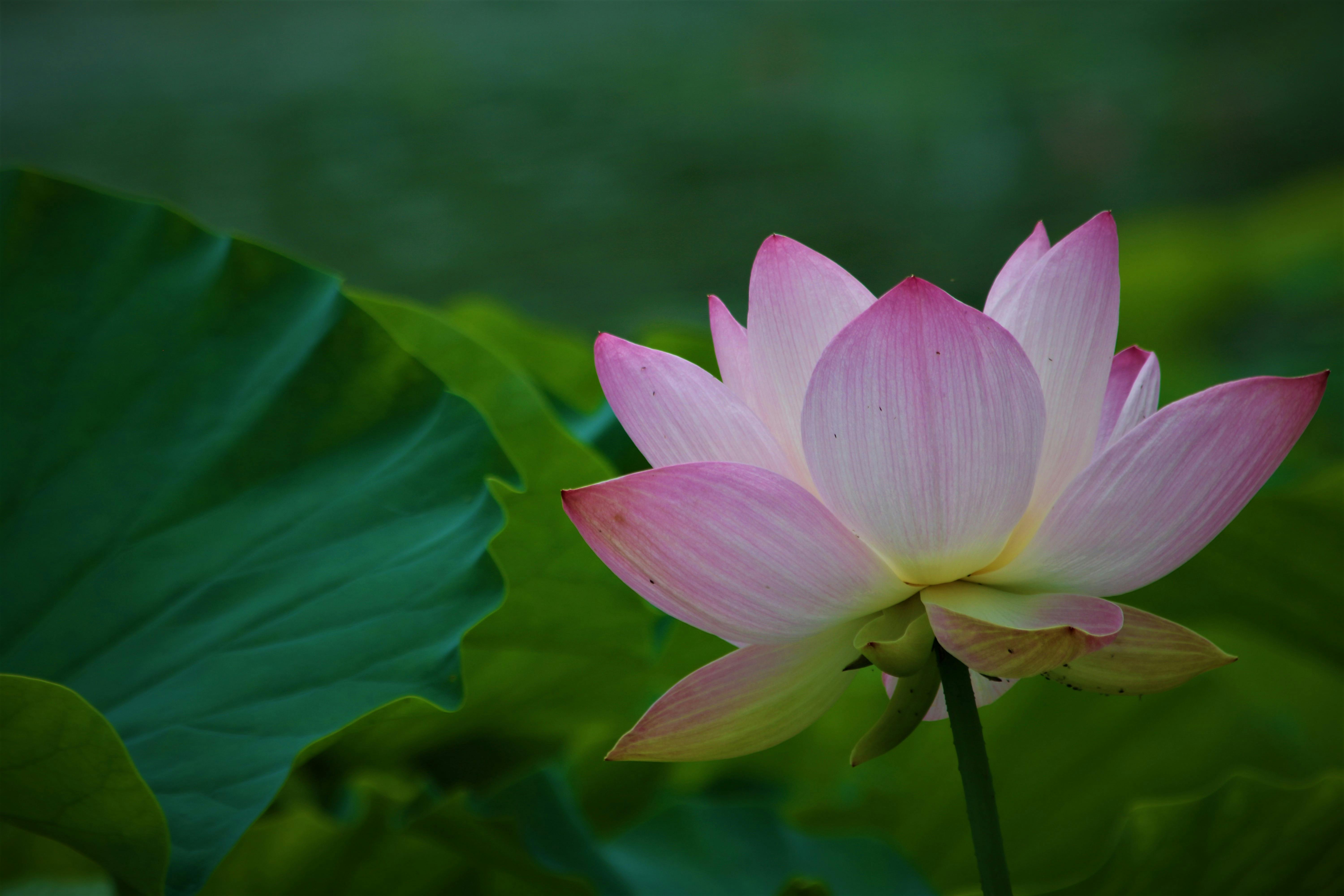Close up of White Lotus Flower · Free Stock Photo