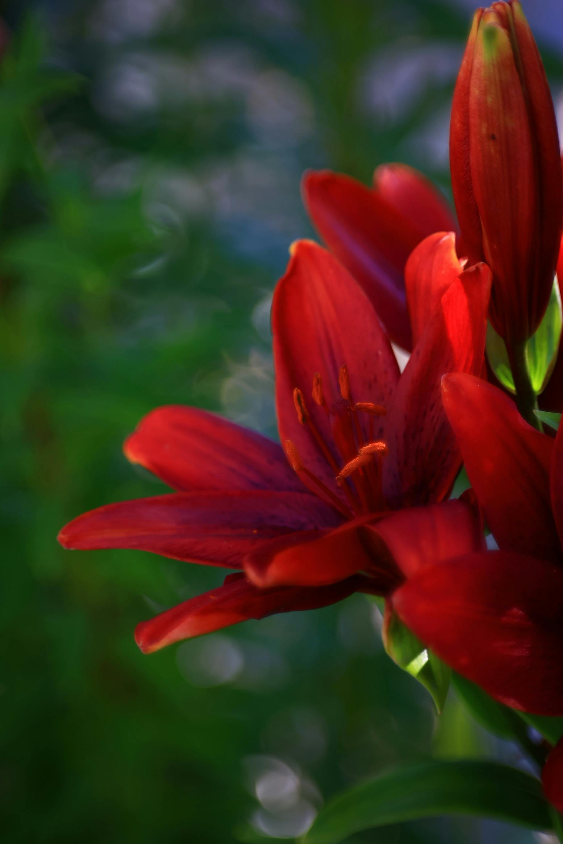 Close-up of Red Lilies in the Garden · Free Stock Photo