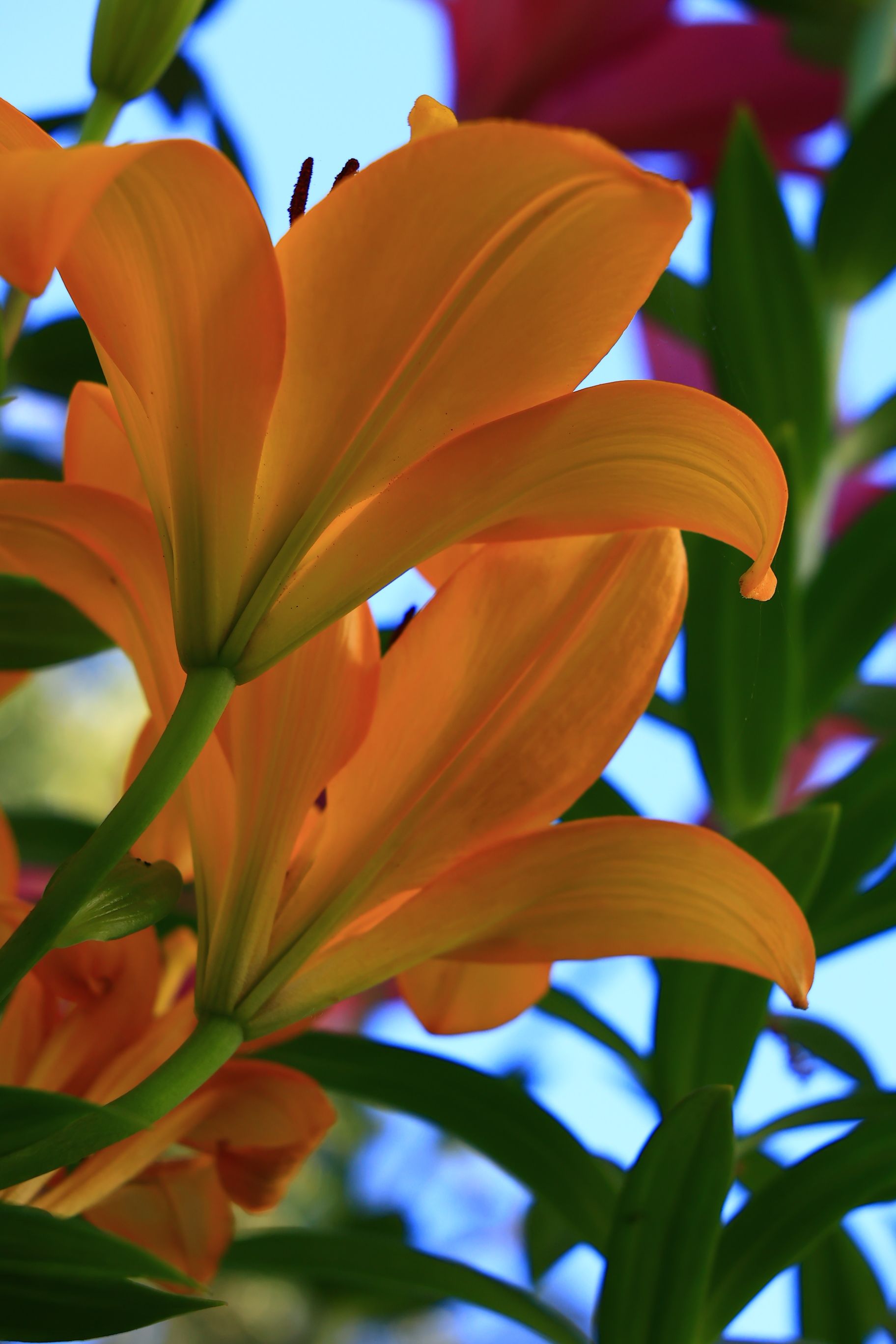 Fire Lily Flowers · Free Stock Photo