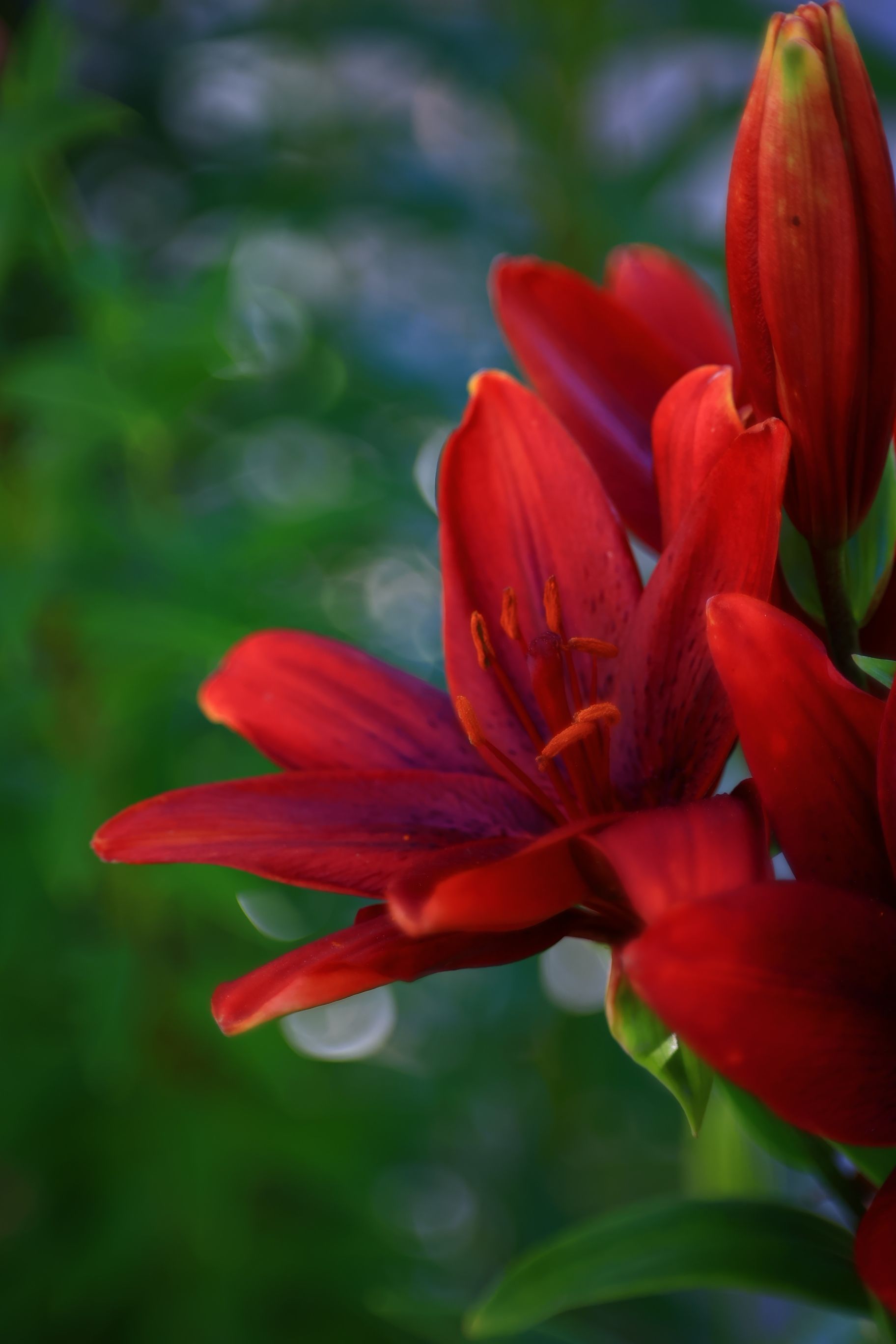 Close-up of Red Lilies · Free Stock Photo