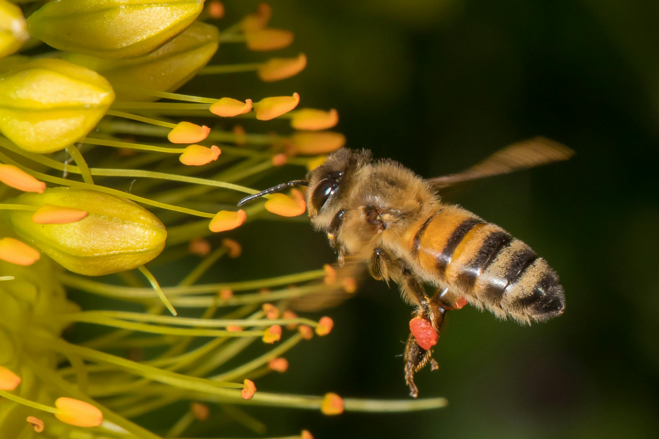 Bees, in Flight and on Flowers 48 Photos & Videos Collected by Mike Kit
