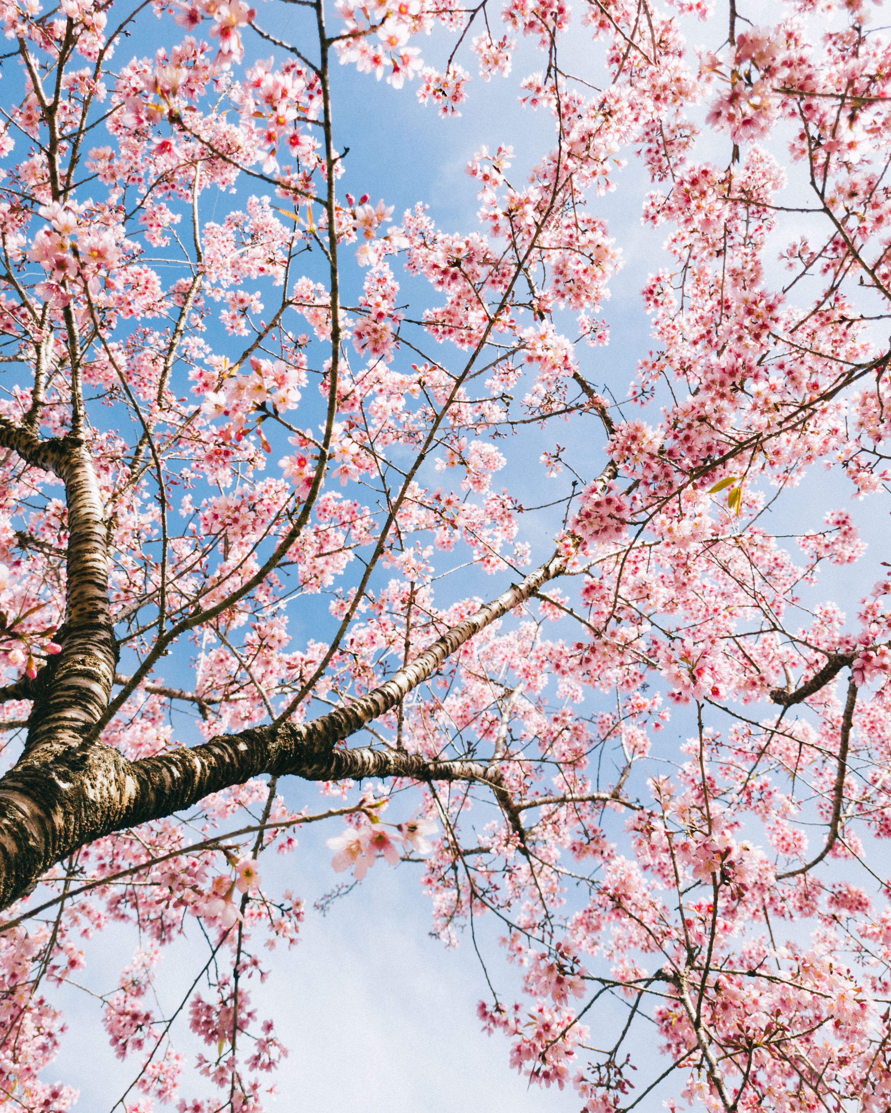 Blue Sky over Cherry Tree · Free Stock Photo