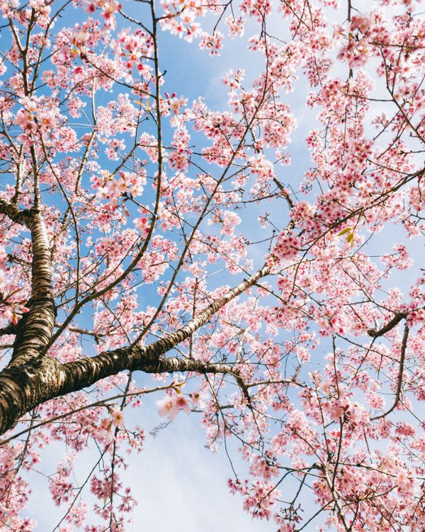Closeup Of Cherry Blossoms In Nature Photos, Download The BEST Free ...