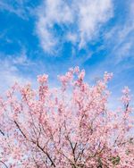 Spring Landscape Cherry Blossom Photos, Download The BEST Free Spring ...