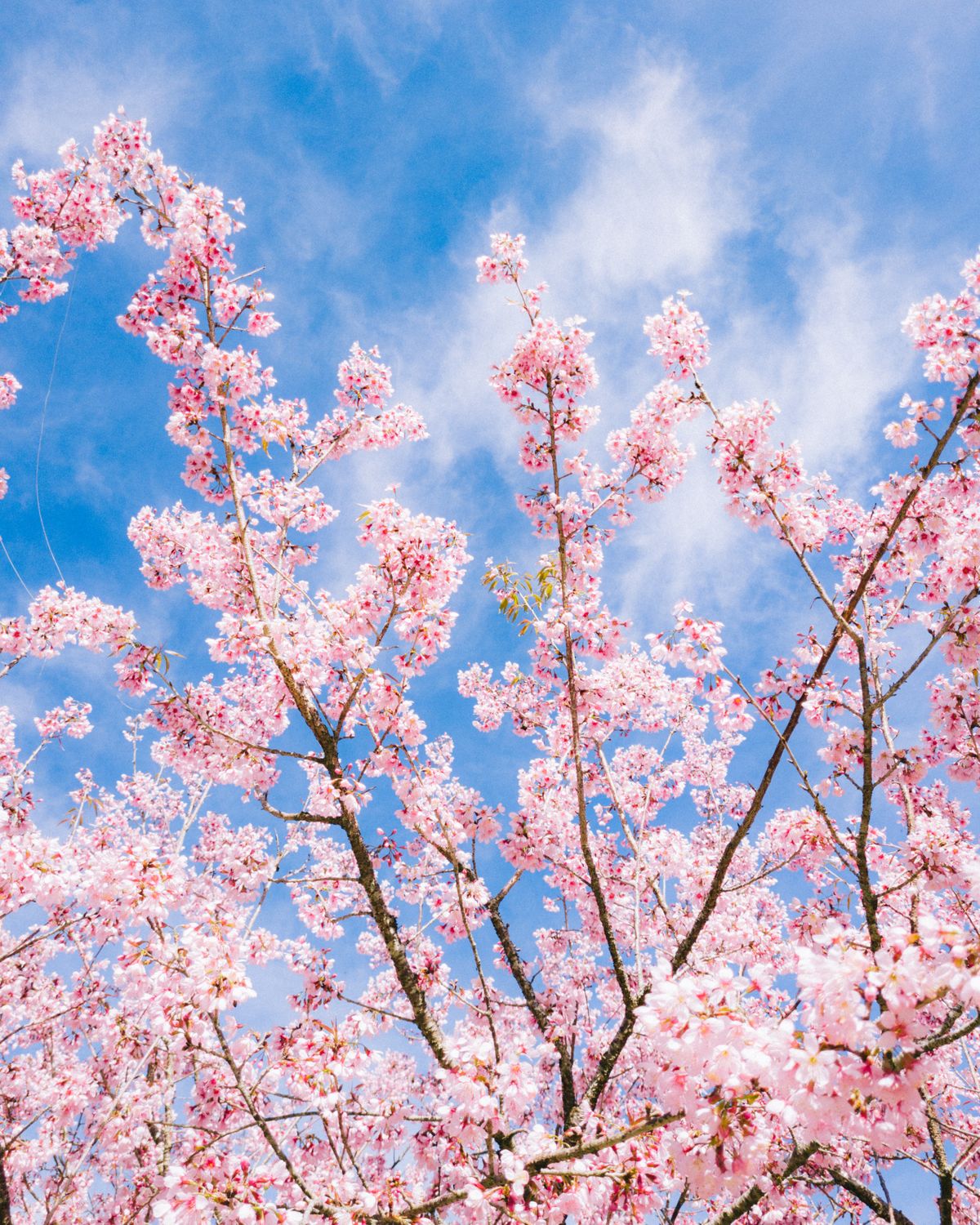 Closeup Of Cherry Blossoms In Nature Photos, Download The BEST Free ...