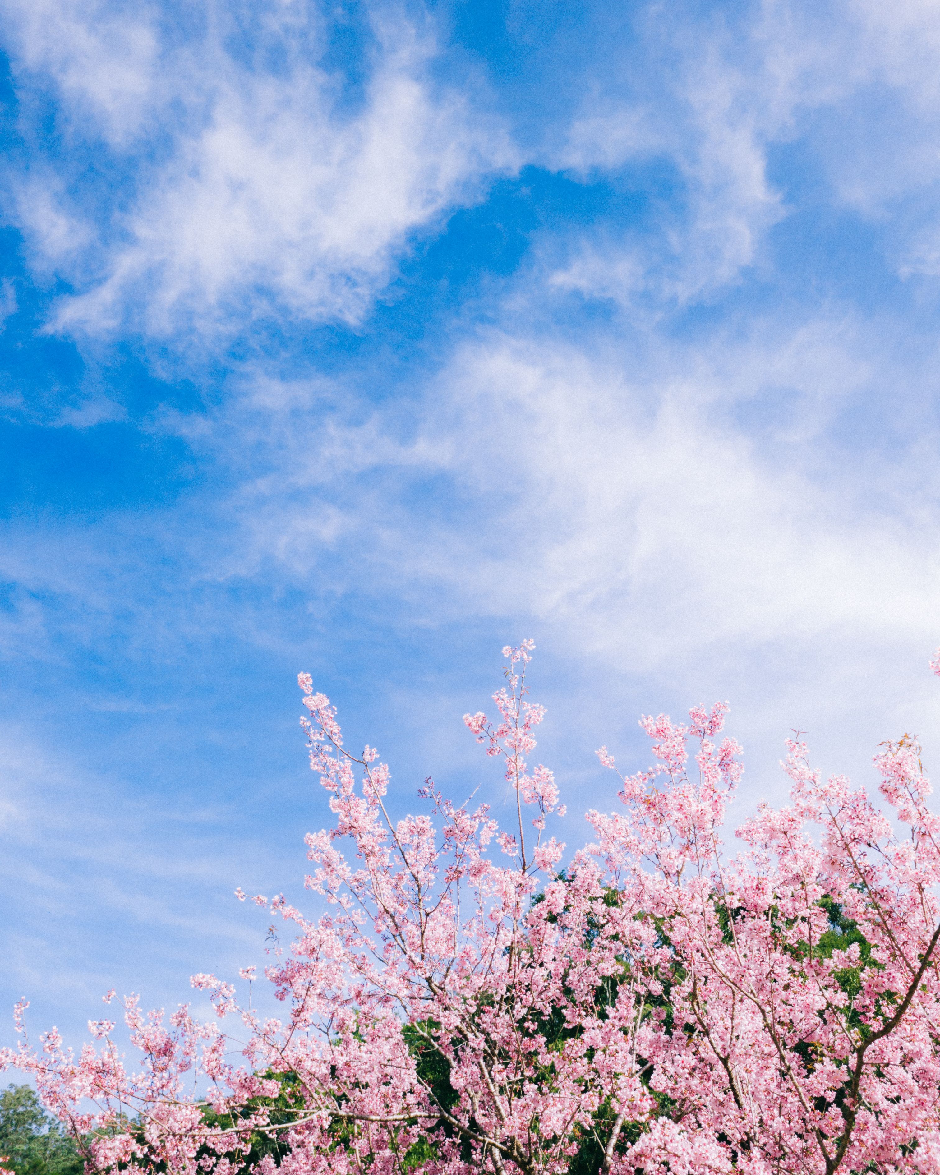 Clouds over Cherry Blossoms · Free Stock Photo