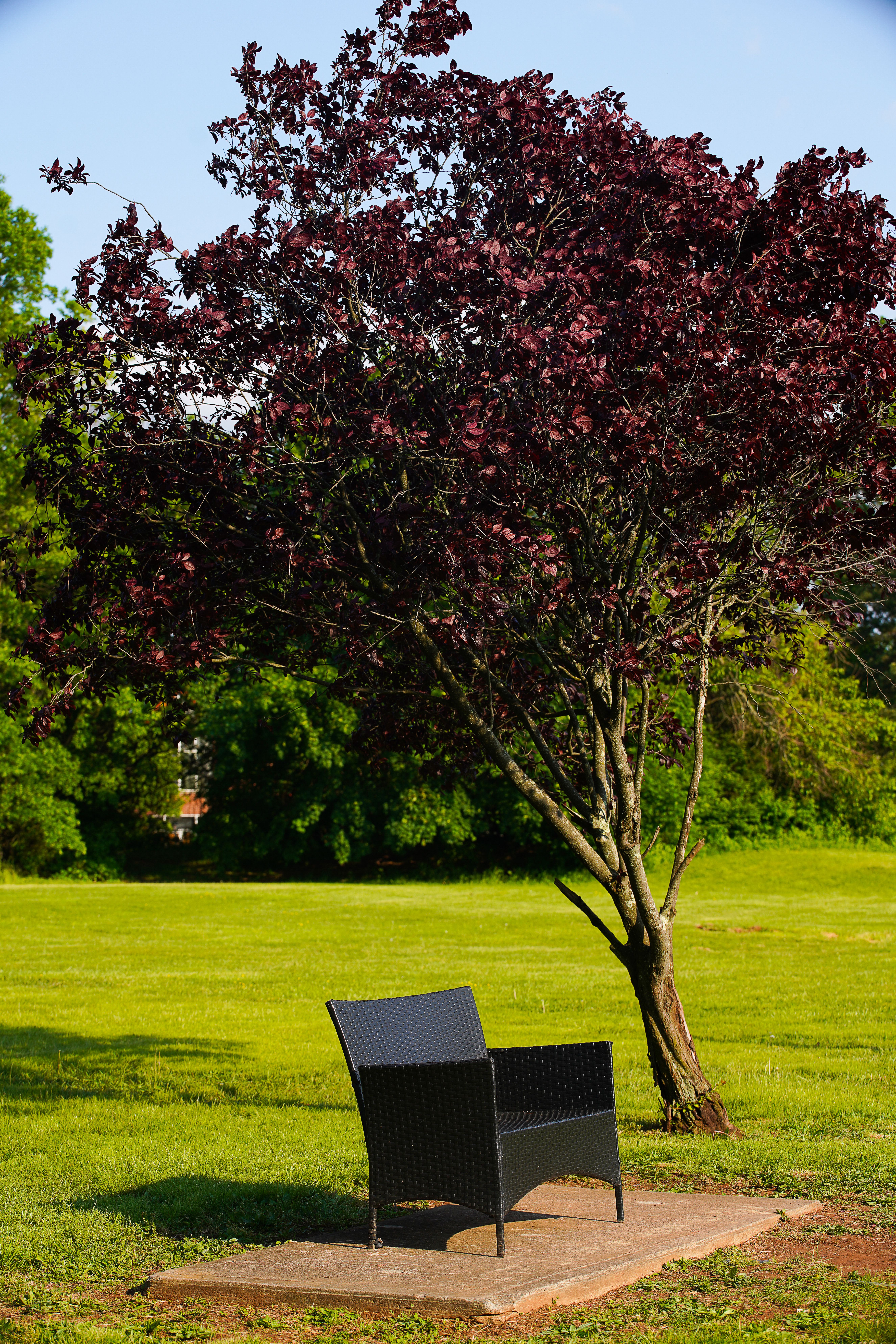 A Bench under a Tree in a Park · Free Stock Photo