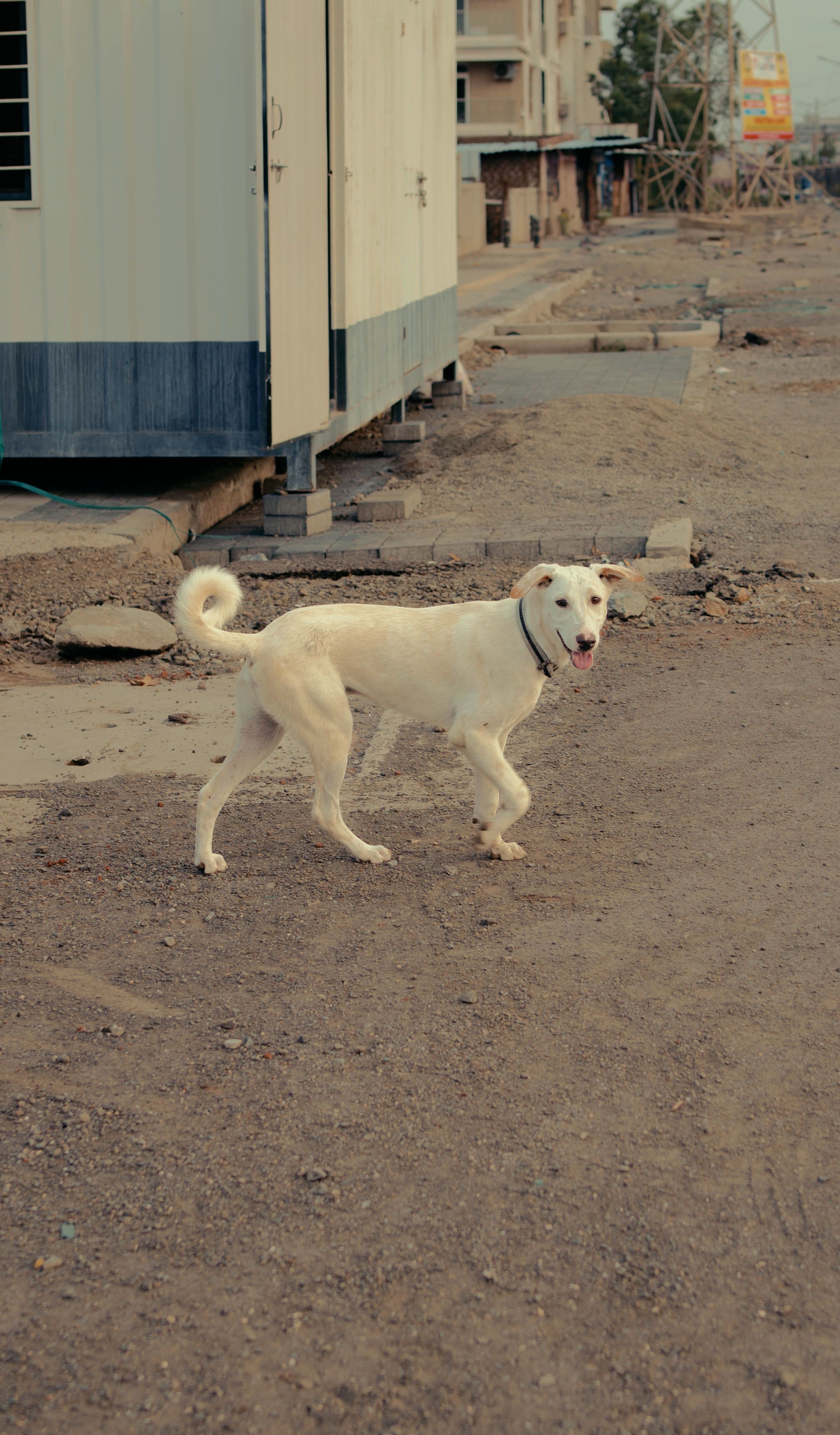 Dog In Street Photos, Download The BEST Free Dog In Street Stock Photos ...